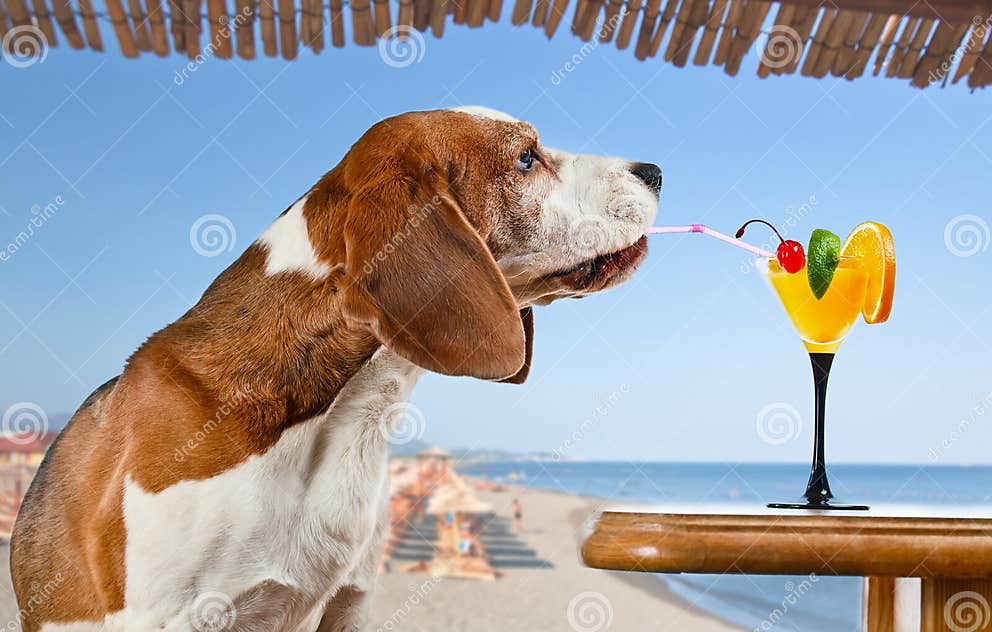 Beagle and cocktail stock image. Image of food, beach - 51098123