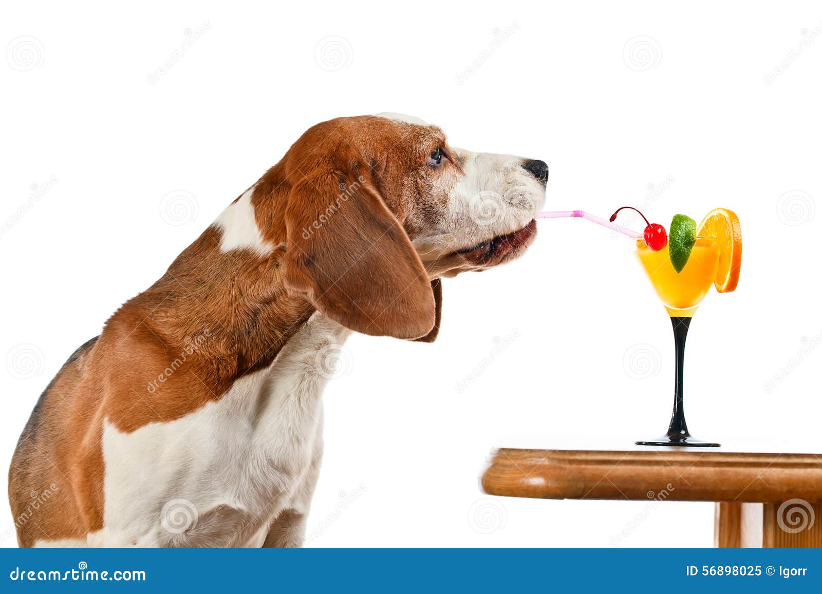 Beagle and Cocktail, Isolated on White Stock Image - Image of healthy ...