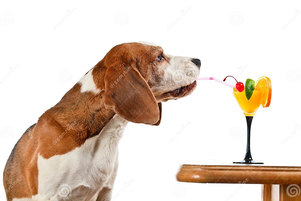 Beagle and Cocktail, Isolated on White Stock Image - Image of healthy ...