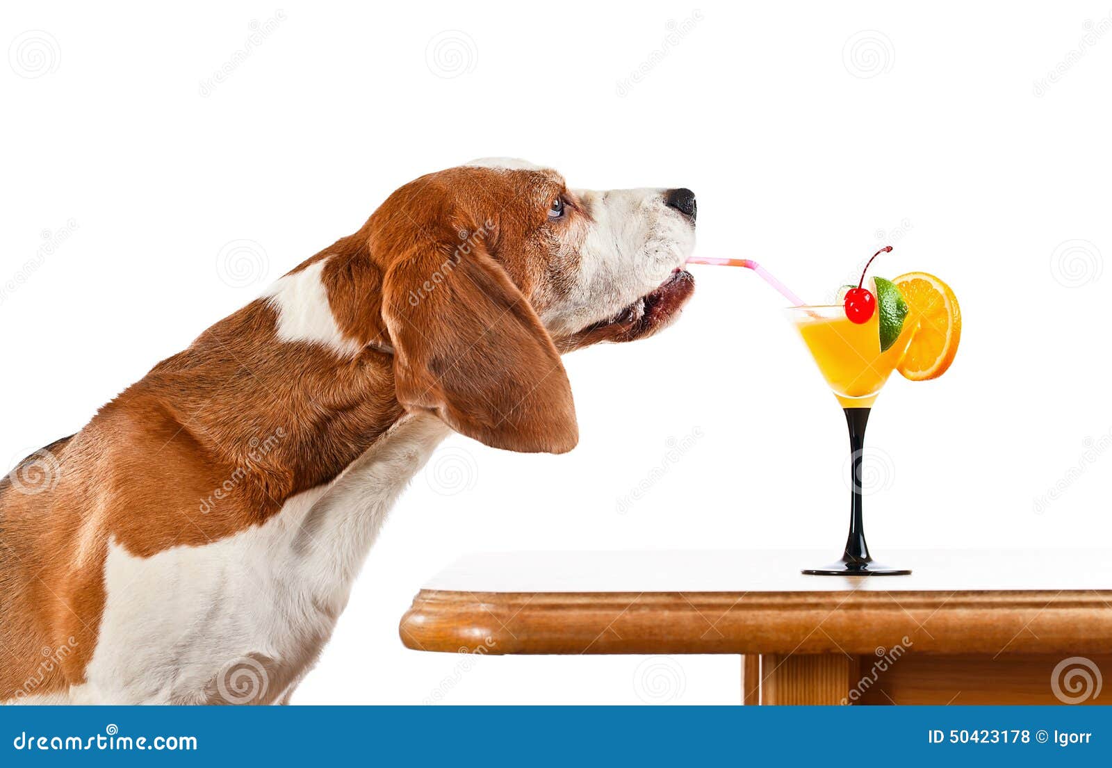Beagle and Cocktail, Isolated on White Stock Photo - Image of cocktail ...