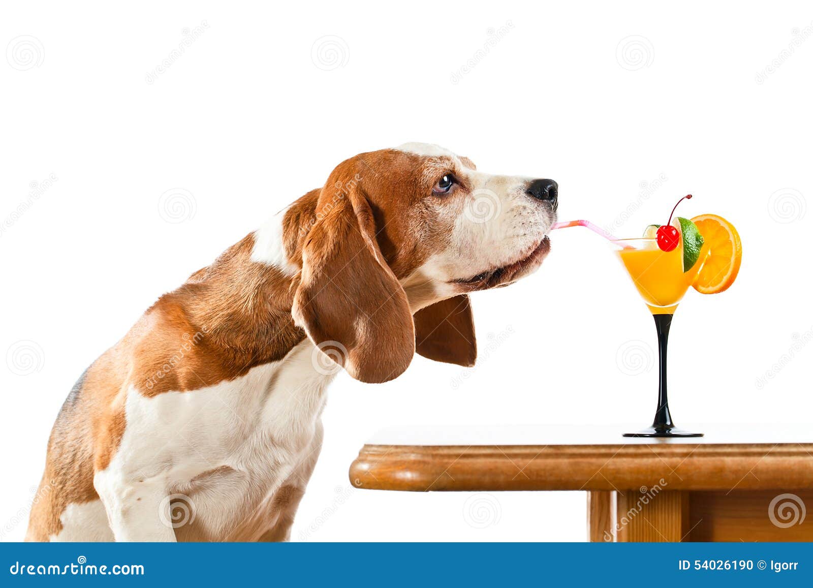 Beagle and Cocktail, Isolated on White Stock Photo - Image of orange ...