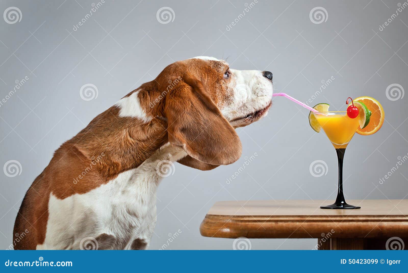 Beagle and cocktail stock image. Image of refreshment - 50423099