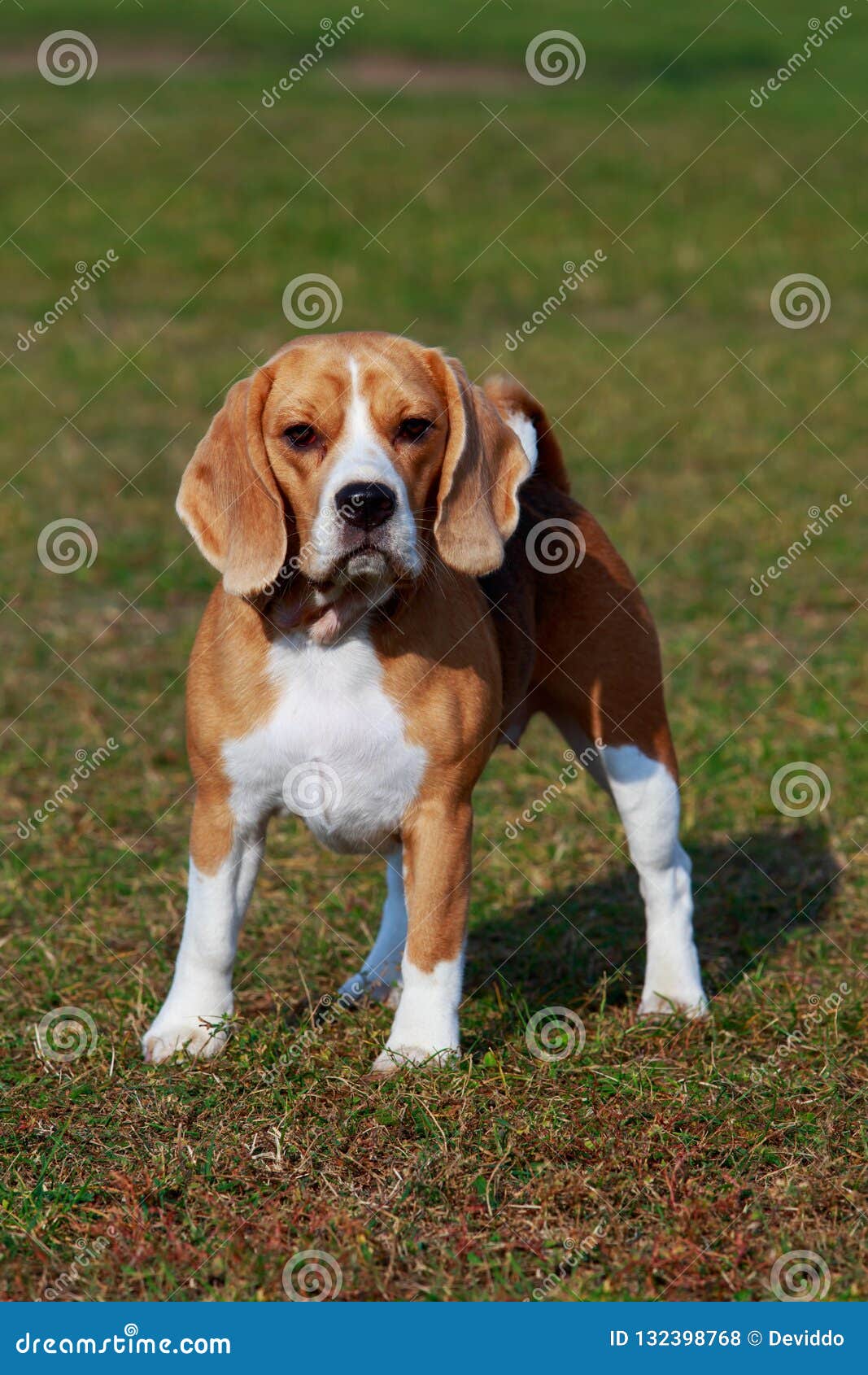 Beagle De La Raza Del Perro Foto de archivo - Imagen de exterior ...