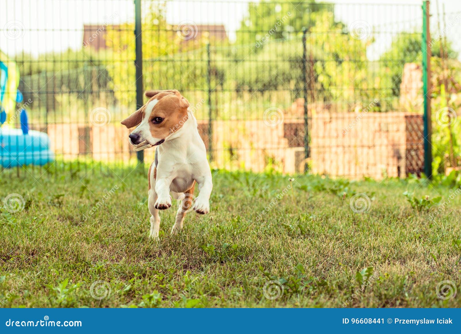Beagle del perro corriente imagen de archivo. Imagen de bola - 96608441