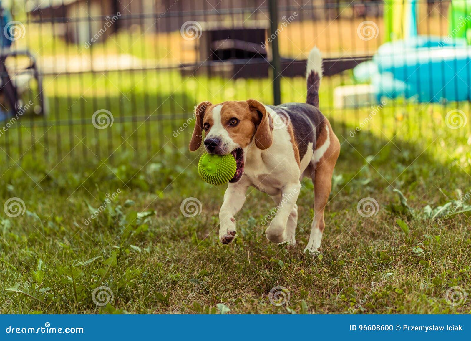 Beagle del perro corriente foto de archivo. Imagen de movimiento - 96608600