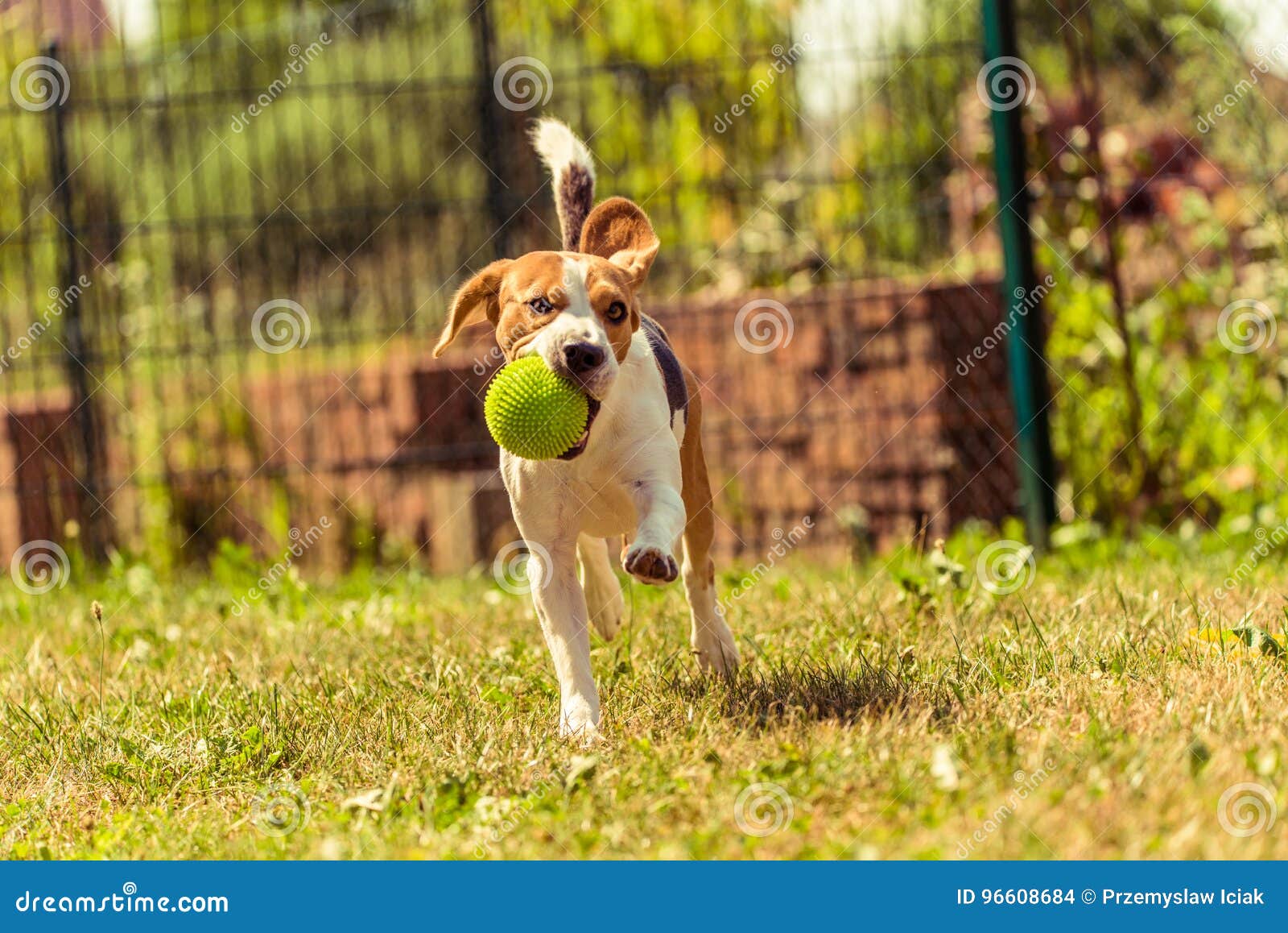Beagle del perro corriente foto de archivo. Imagen de perros - 96608684