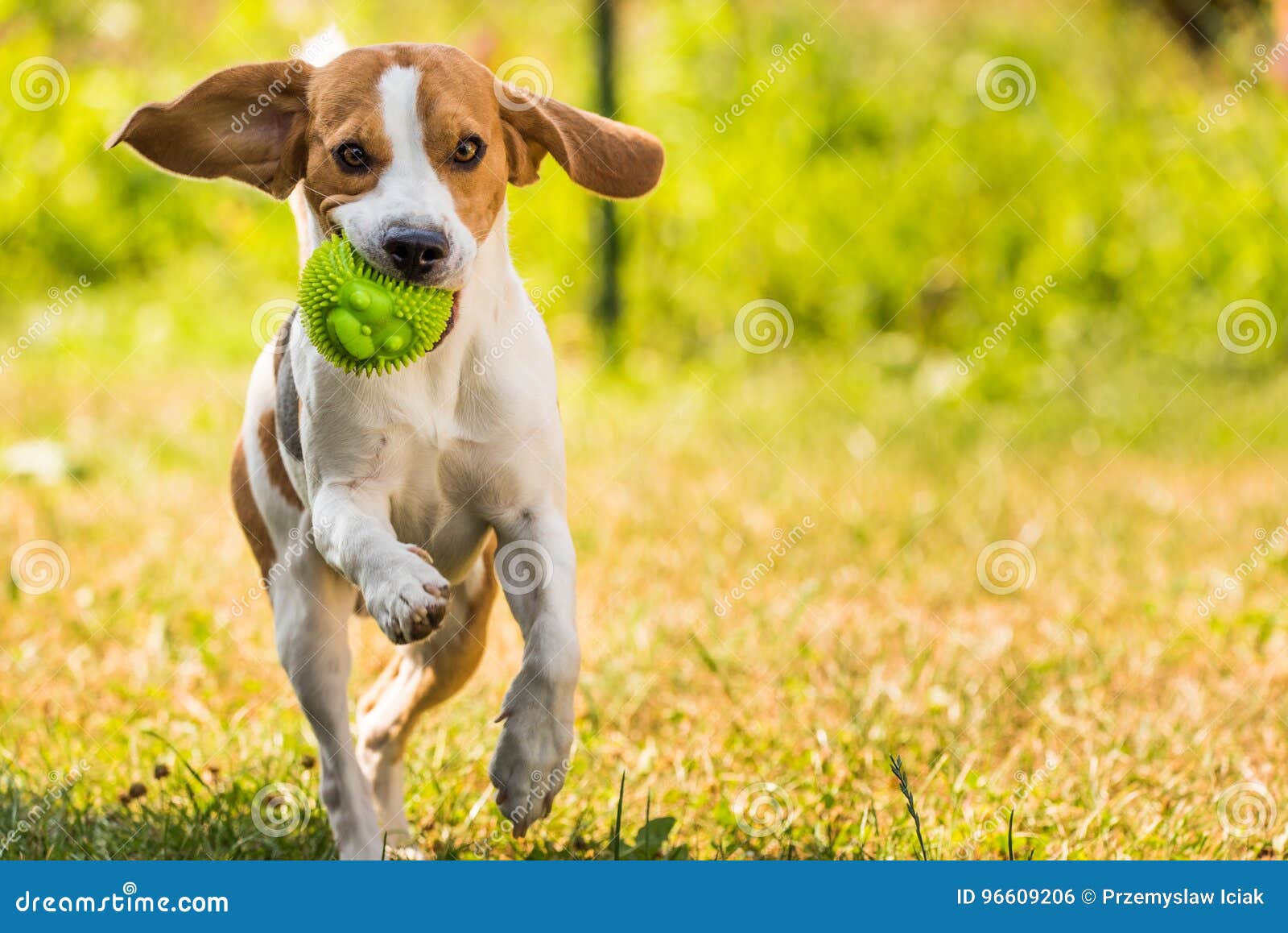 Beagle del perro corriente foto de archivo. Imagen de parque - 96609206