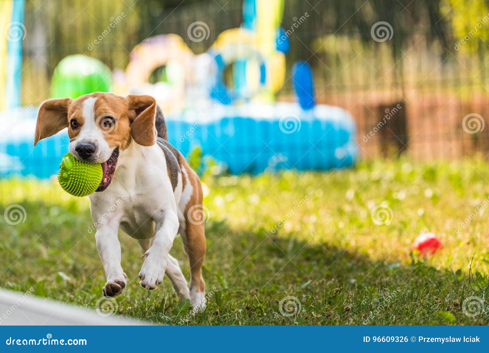 Beagle del perro corriente foto de archivo. Imagen de afuera - 96609326