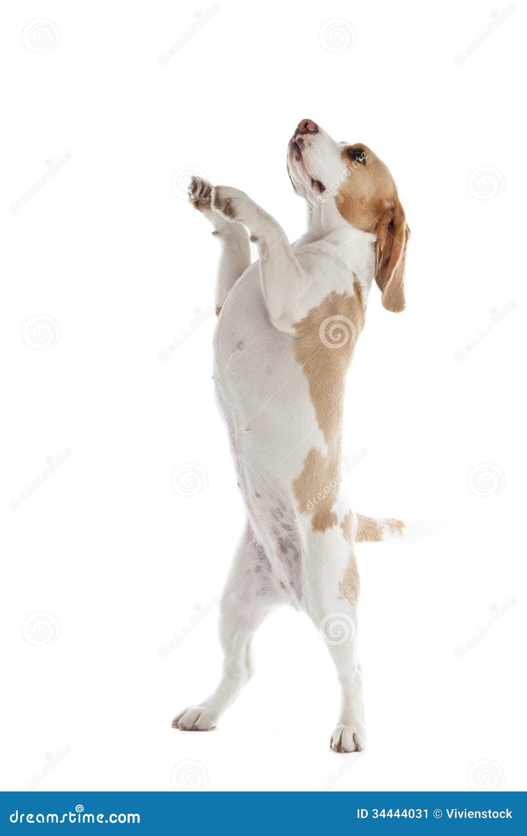 Beagle del perro del baile imagen de archivo. Imagen de estudio - 34444031
