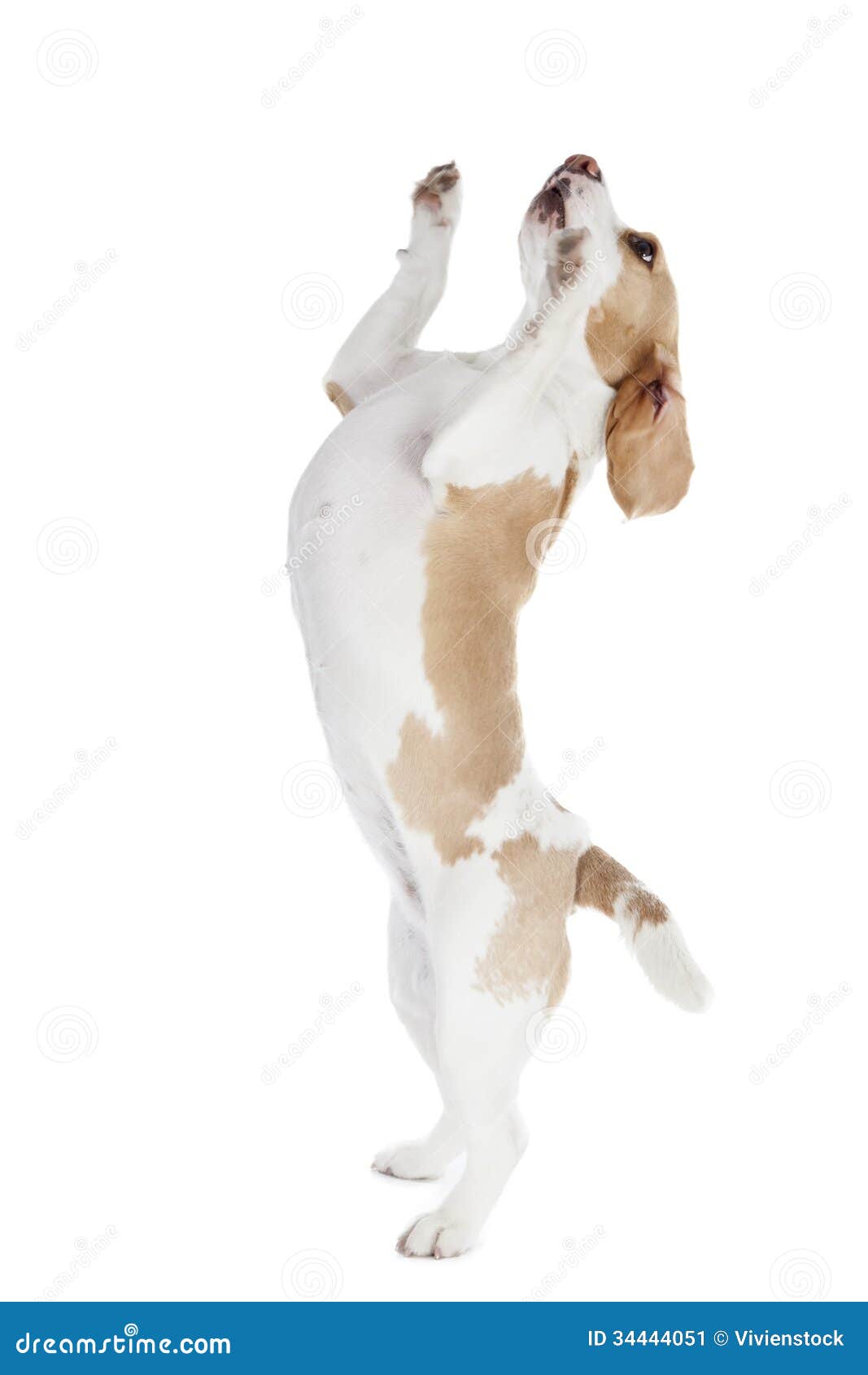 Beagle del perro del baile imagen de archivo. Imagen de animal - 34444051