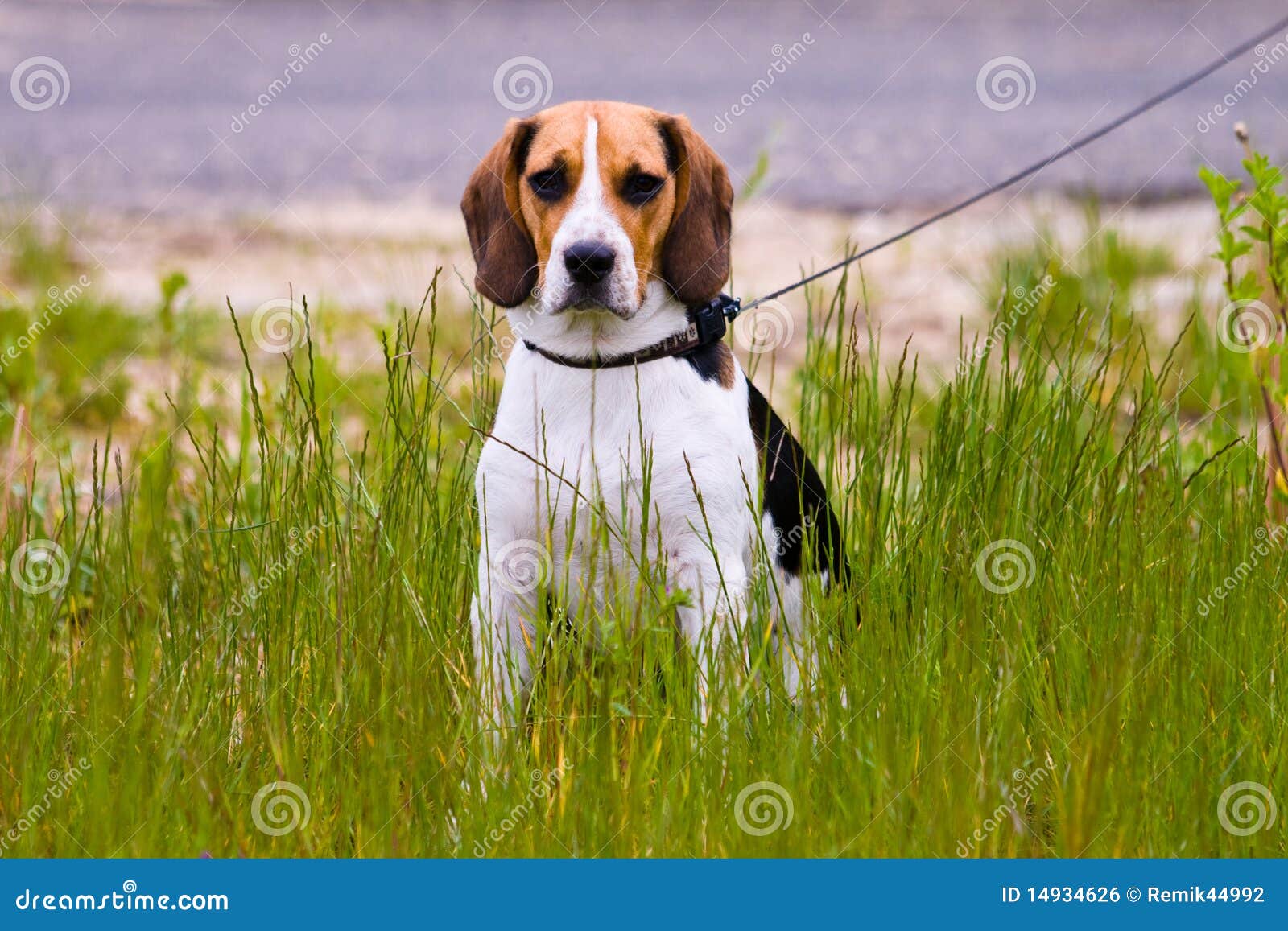 Beagle dog stock photo. Image of young, three, grass - 14934626