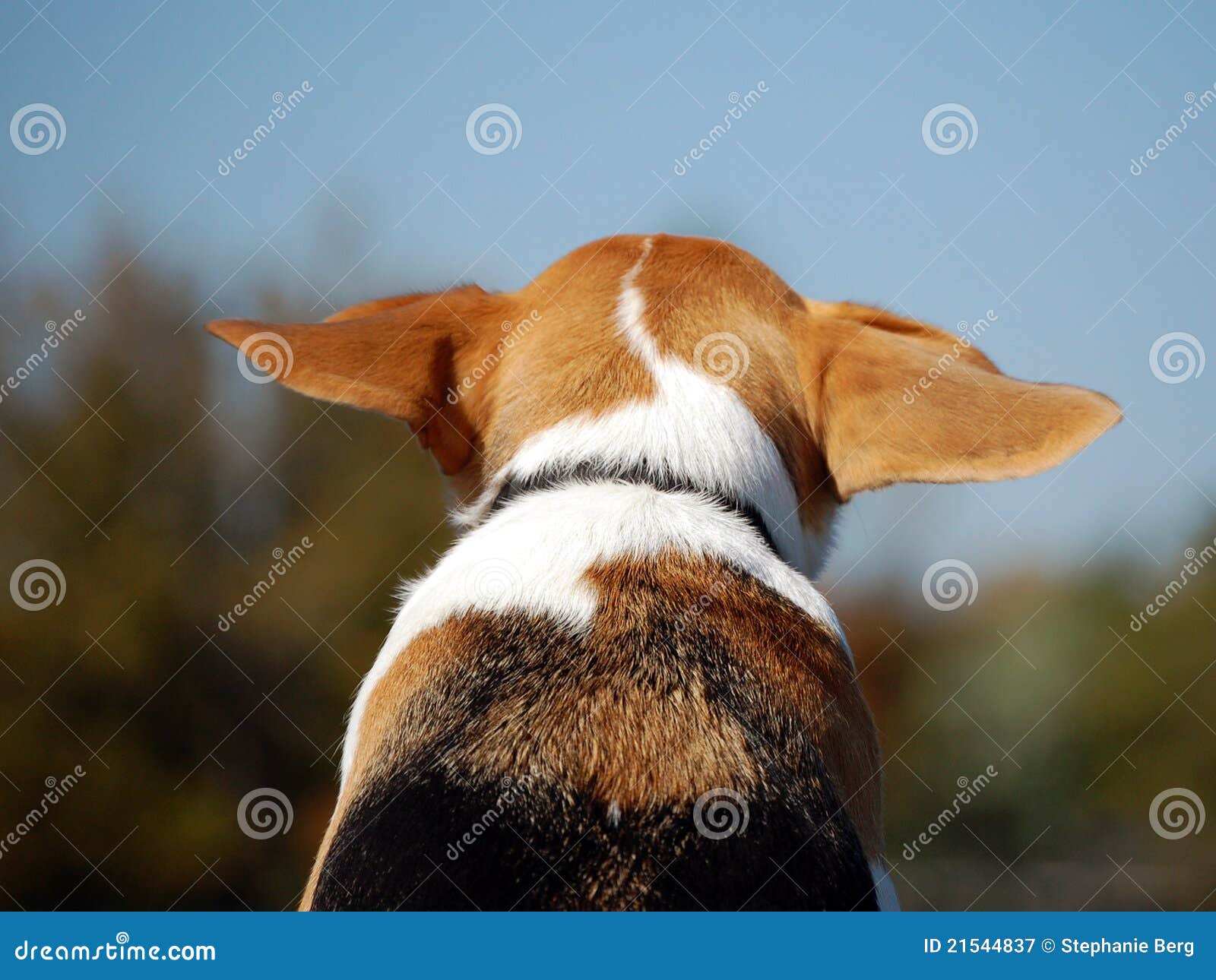 Beagle dog stock image. Image of gazing, space, back - 21544837