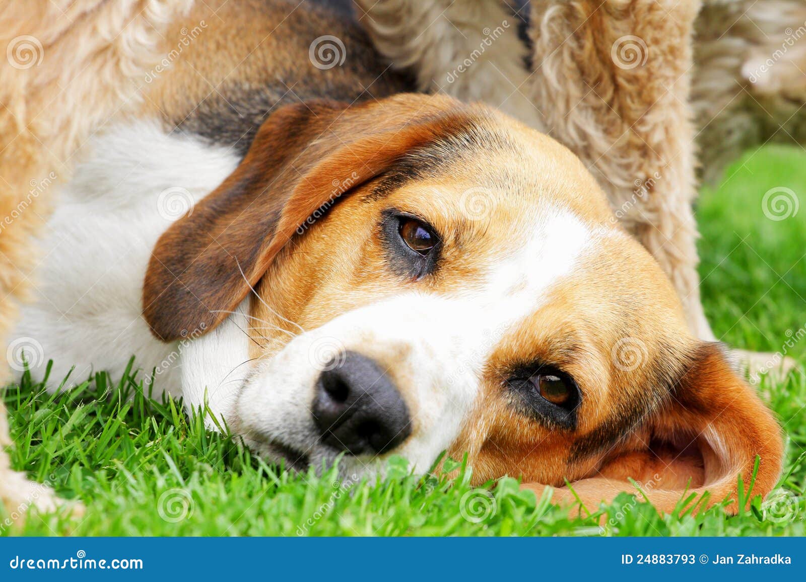 Beagle dog stock image. Image of staring, hound, head - 24883793