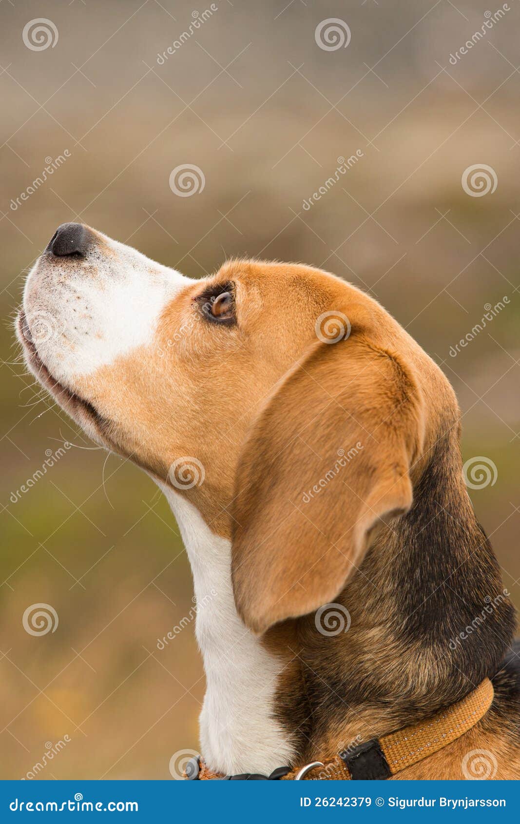 Beagle dog stock image. Image of outdoors, closeup, cute - 26242379