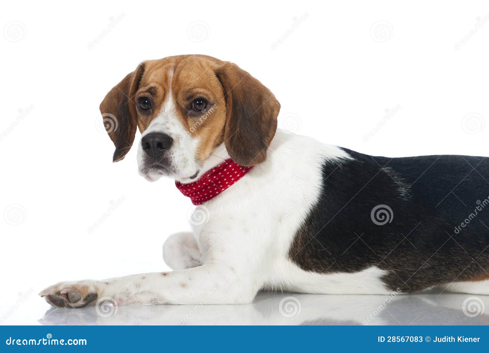 Beagle dog stock image. Image of adult, canine, white - 28567083