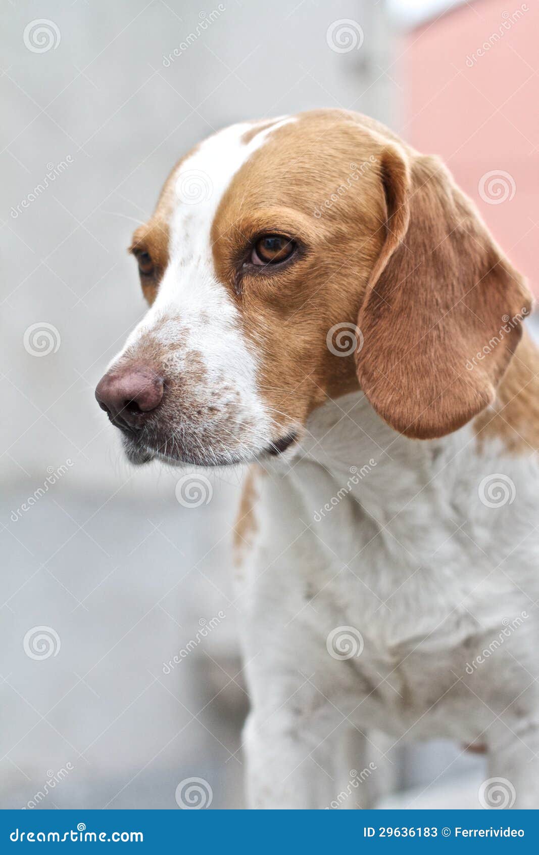 Beagle dog stock image. Image of outdoors, nonurban, animal - 29636183