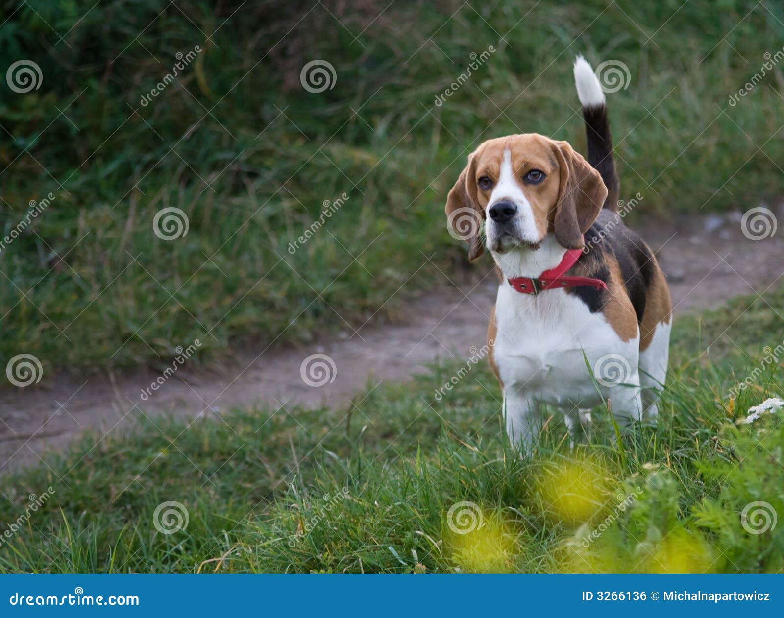 1,139 Beagle Expression Photos - Free & Royalty-Free Stock Photos from ...