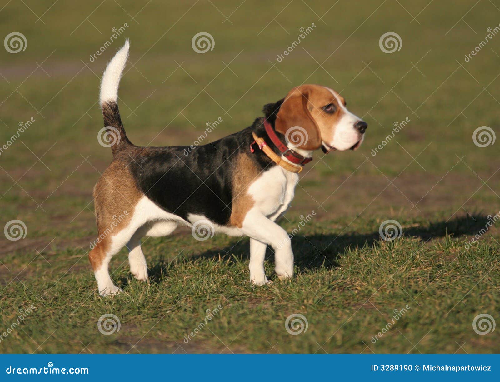 Beagle - dog stock photo. Image of head, doggies, carnivore - 3289190