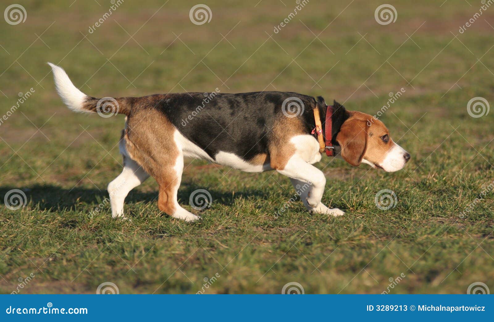 Beagle - dog stock image. Image of cute, hounds, look - 3289213