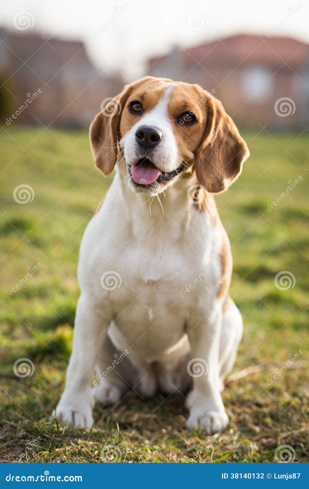 Beagle dog stock photo. Image of canine, grass, playing - 38140132
