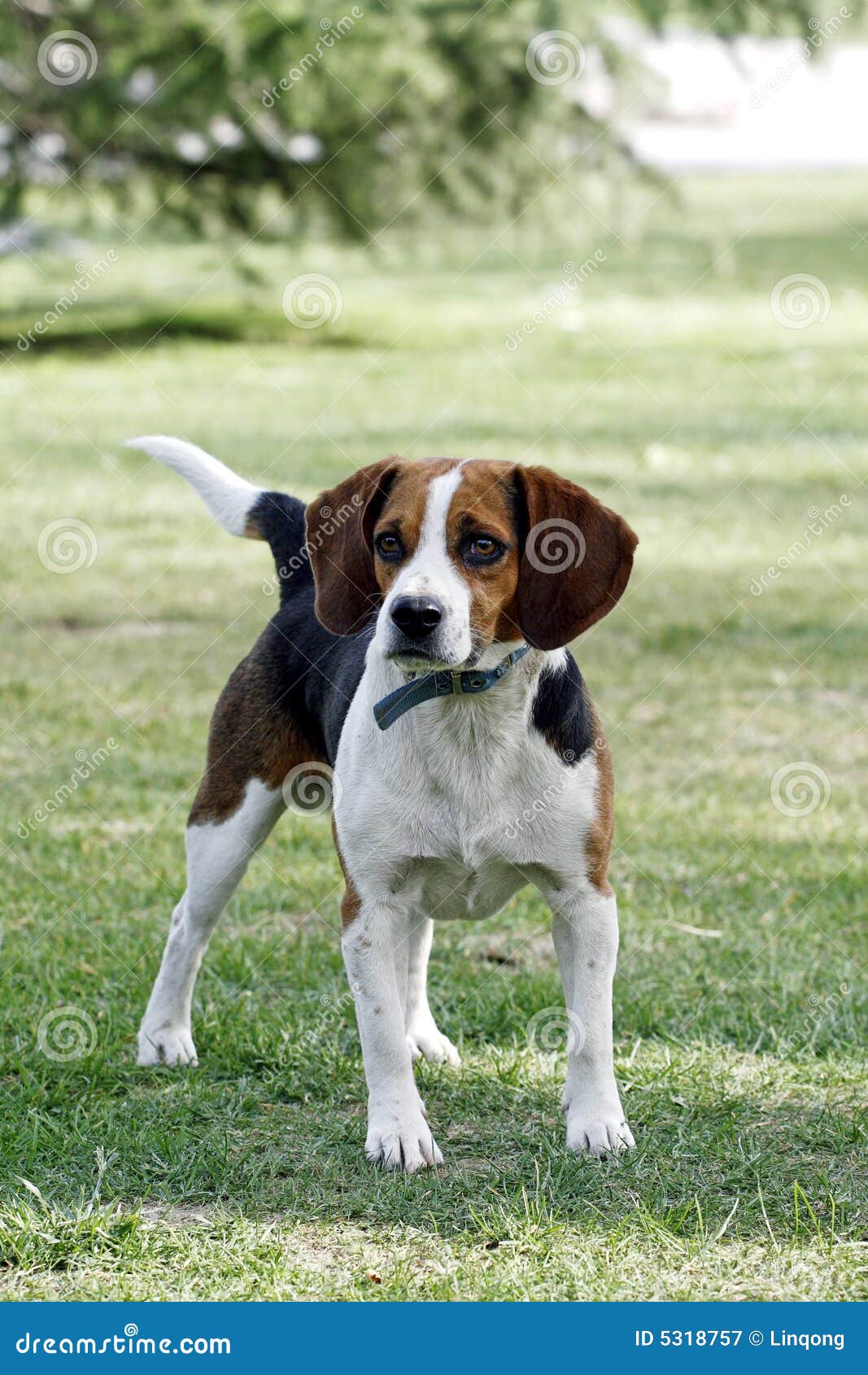Beagle Dog. Picture Image: 5318757