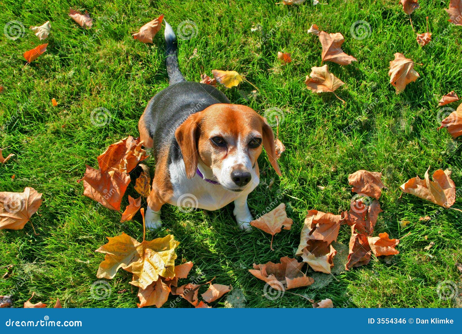 Beagle dog in autumn stock photo. Image of cute, seated - 3554346