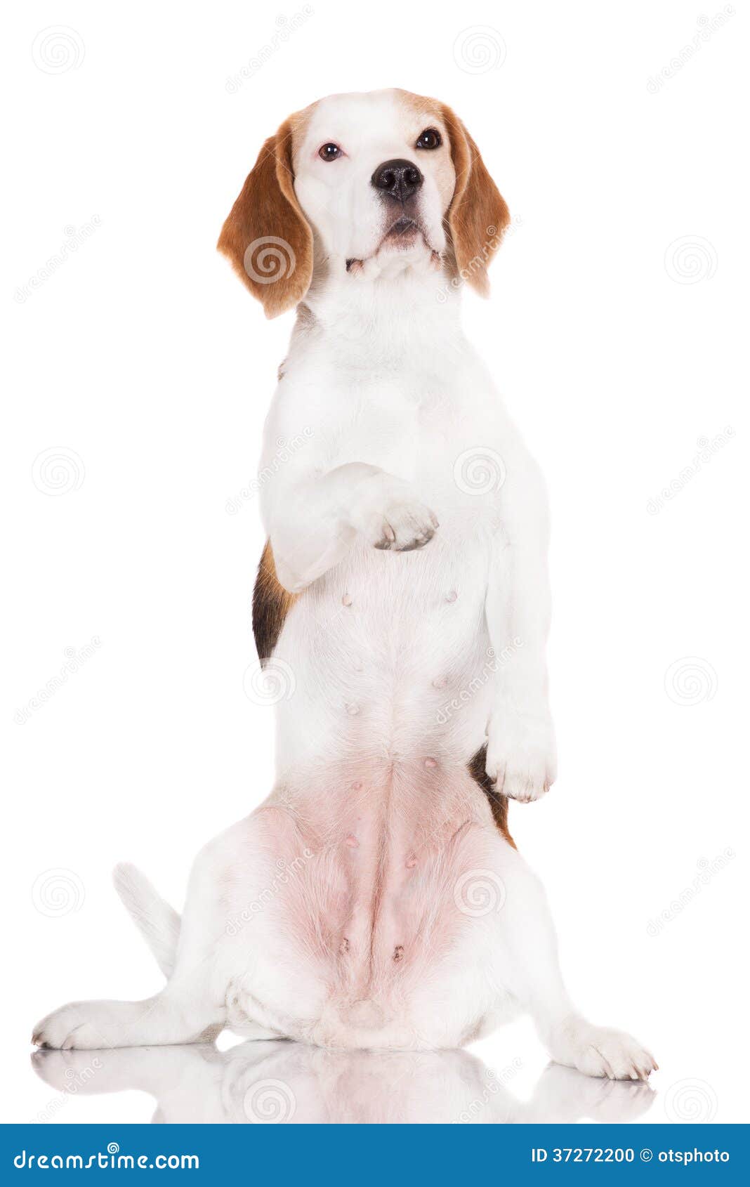 Beagle dog begging stock photo. Image of trained, isolated - 37272200