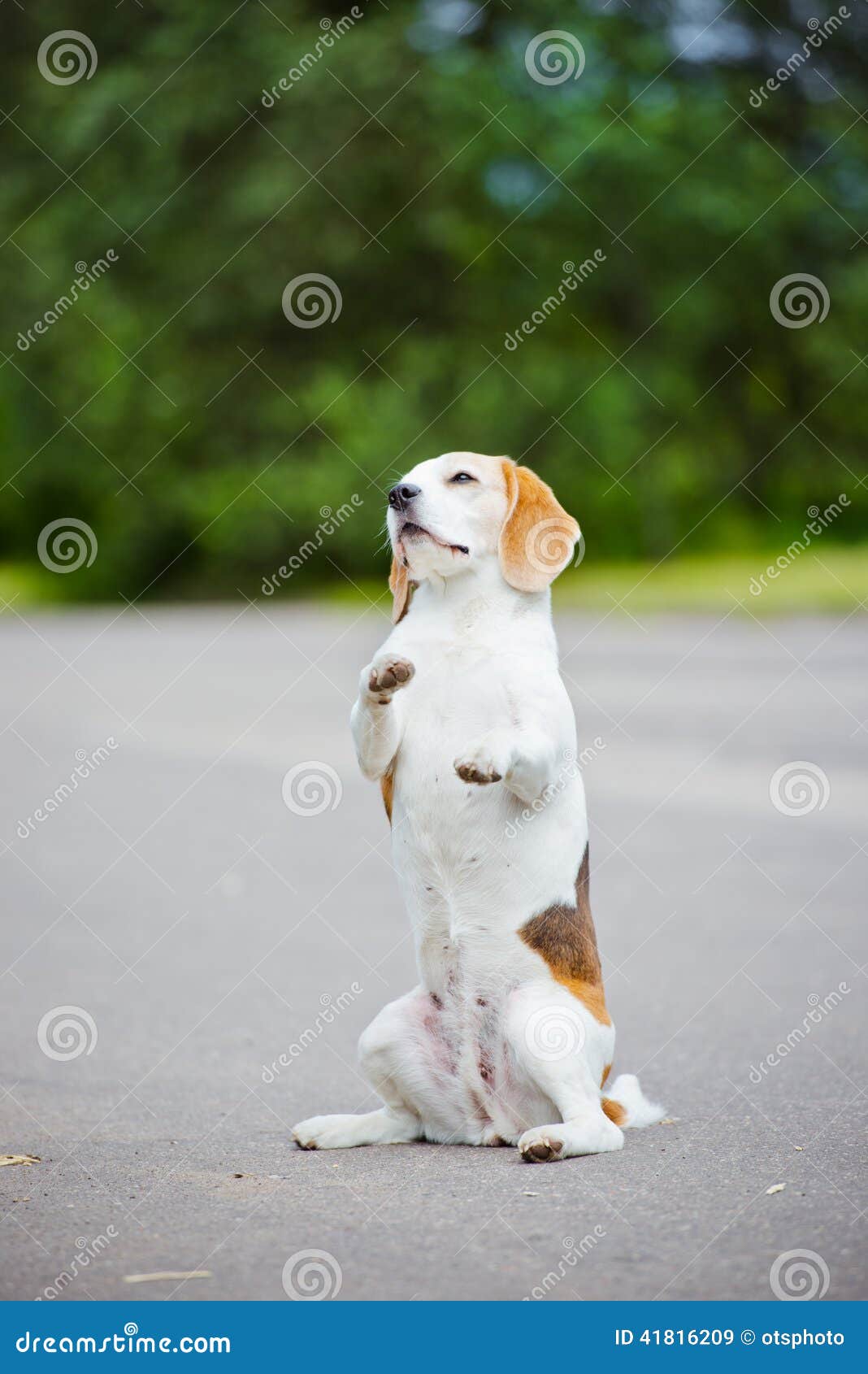 Beagle dog begging stock image. Image of female, nature - 41816209