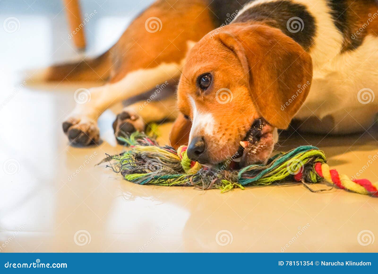 Beagle dog stock photo. Image of lick, golden, naughty - 78151354