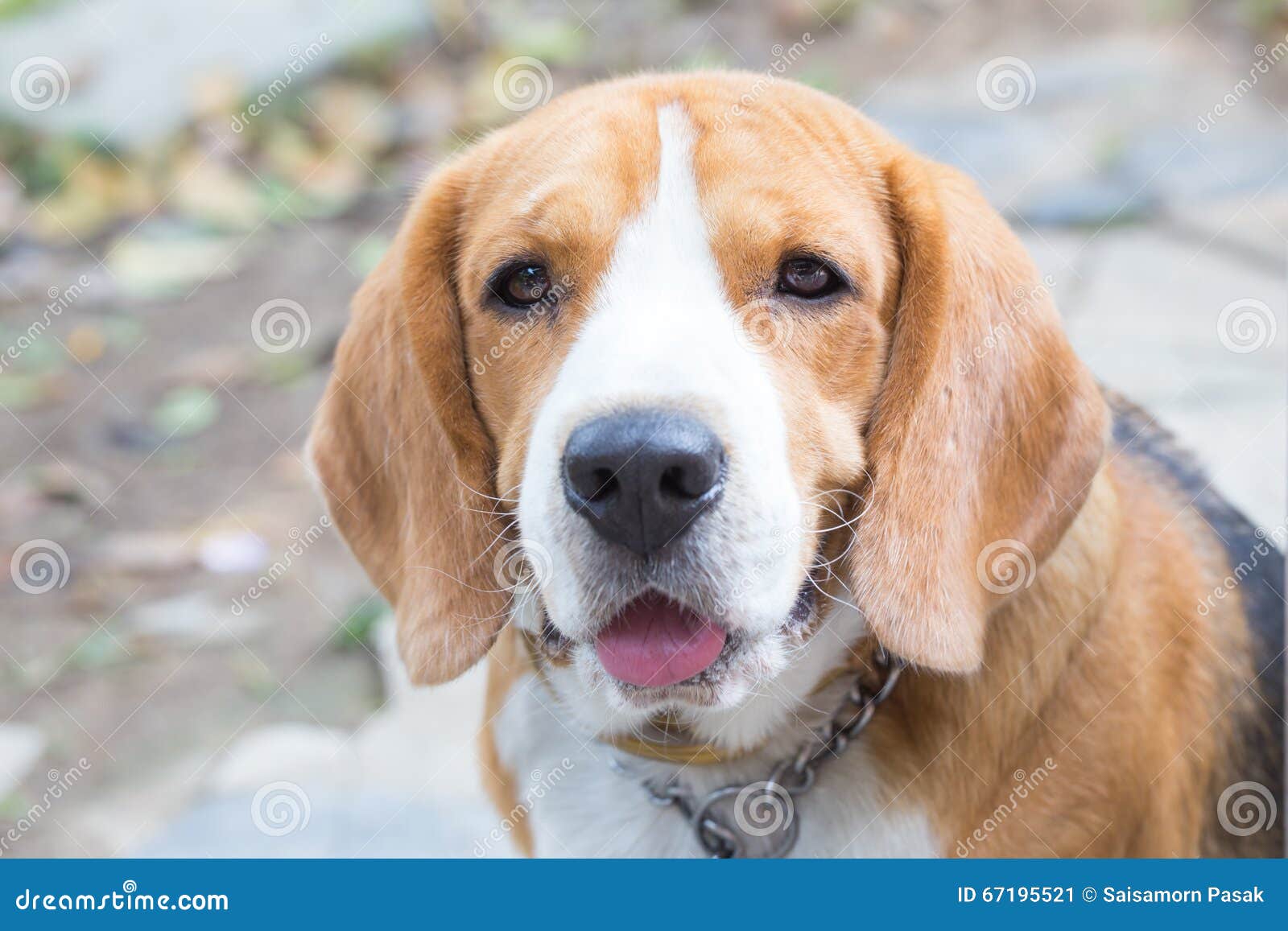 Beagle dog boy looking up stock image. Image of looking - 67195521