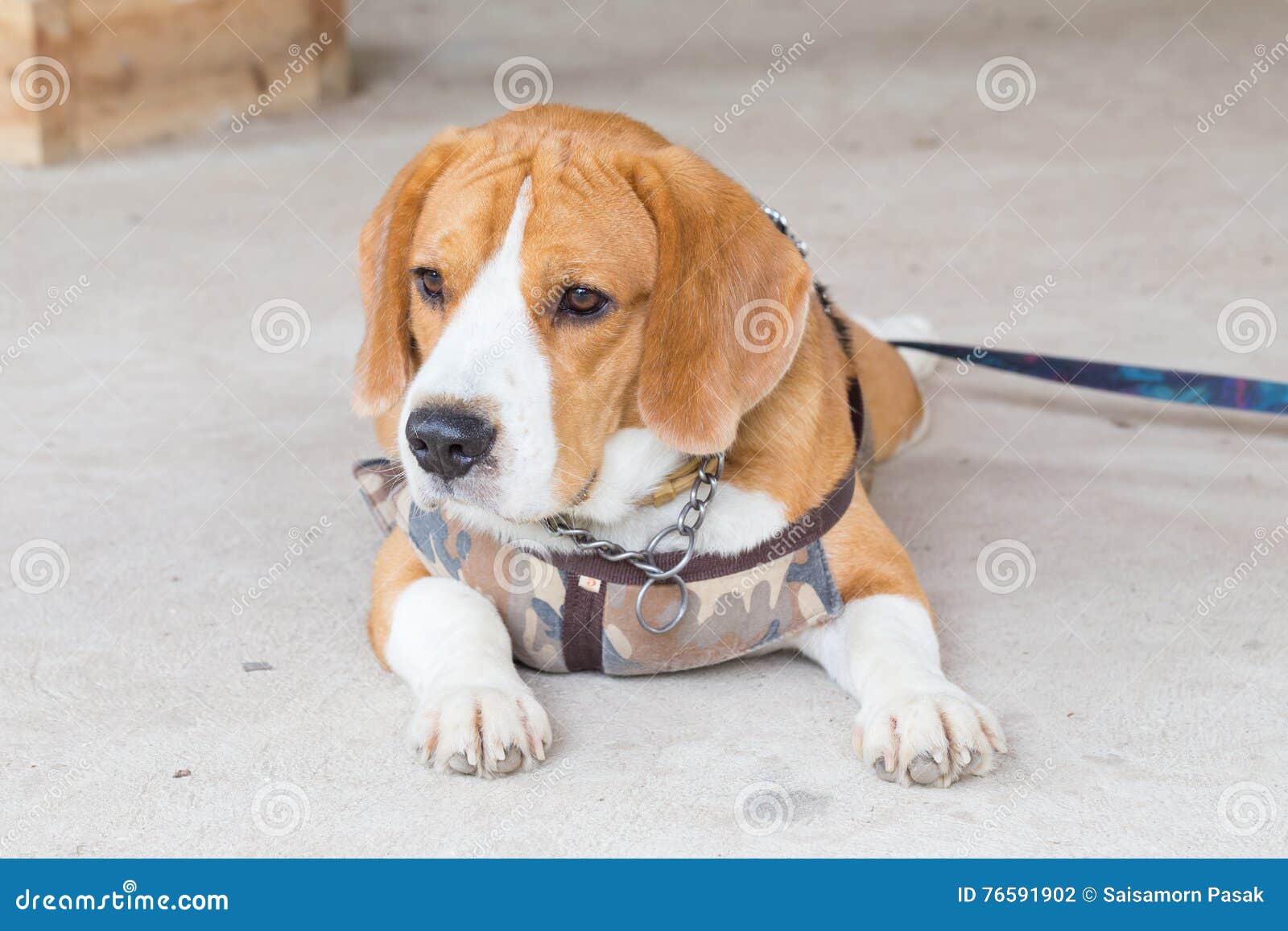 Beagle dog boy looking up stock photo. Image of puppy - 76591902