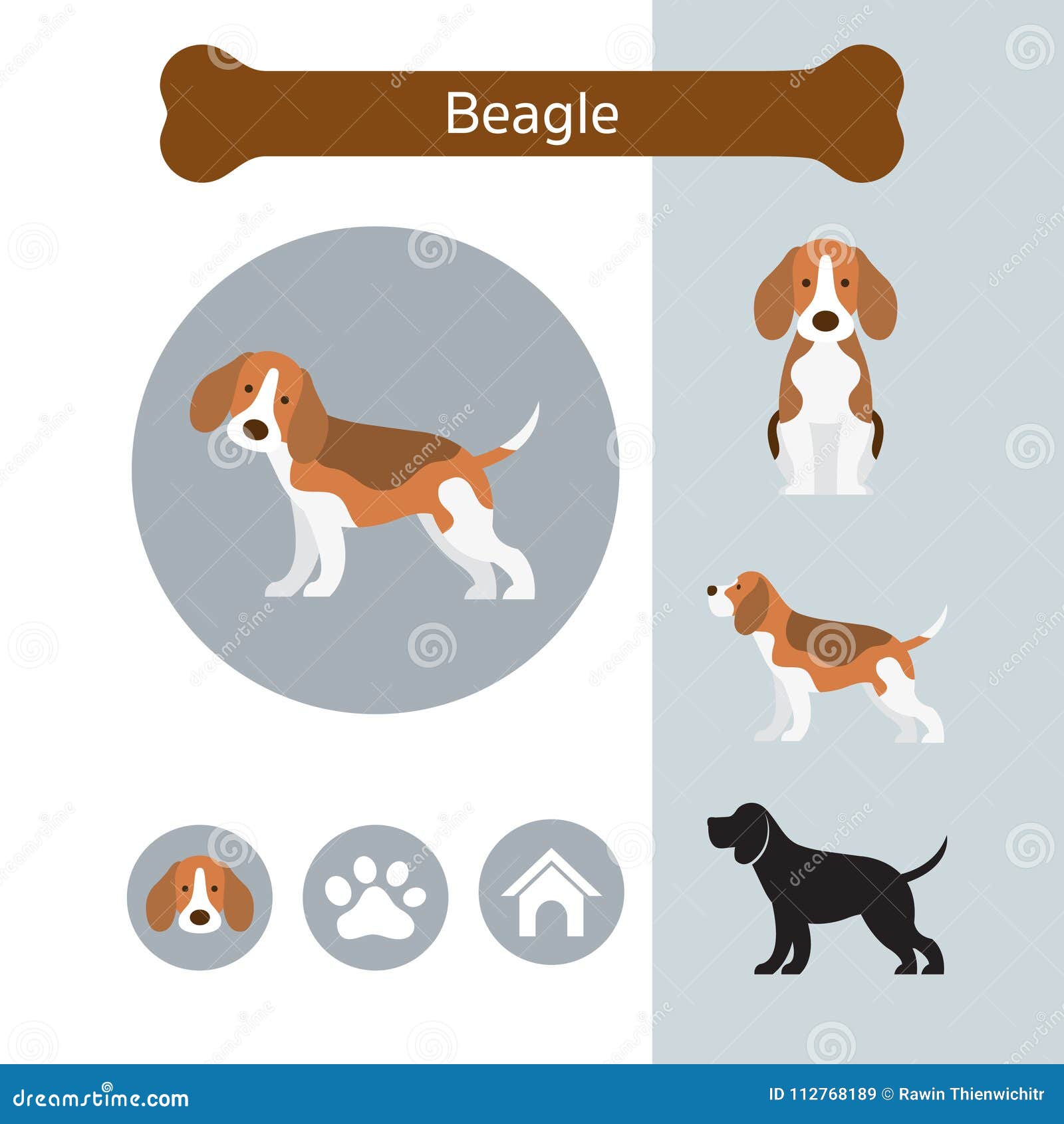 Beagle Dog Breed Infographic Stock Vector - Illustration of canine ...