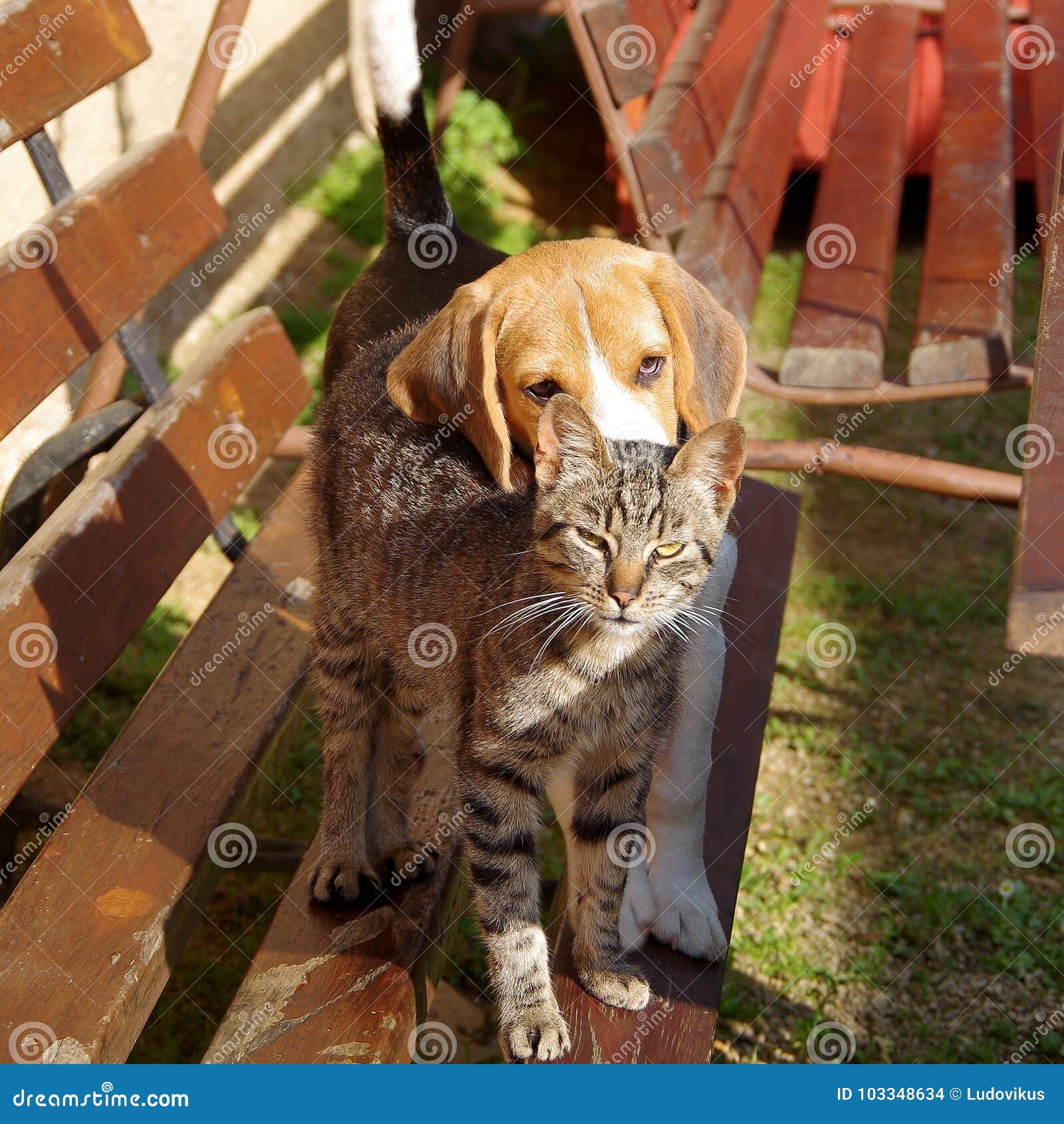 Are Beagles Friendly With Cats