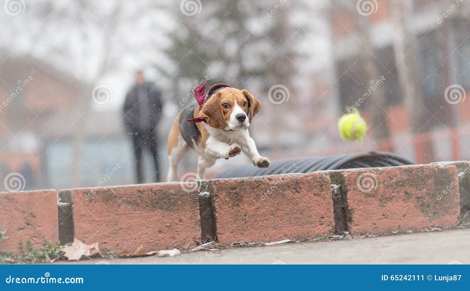 Beagle dog chasing ball stock image. Image of animal - 65242111