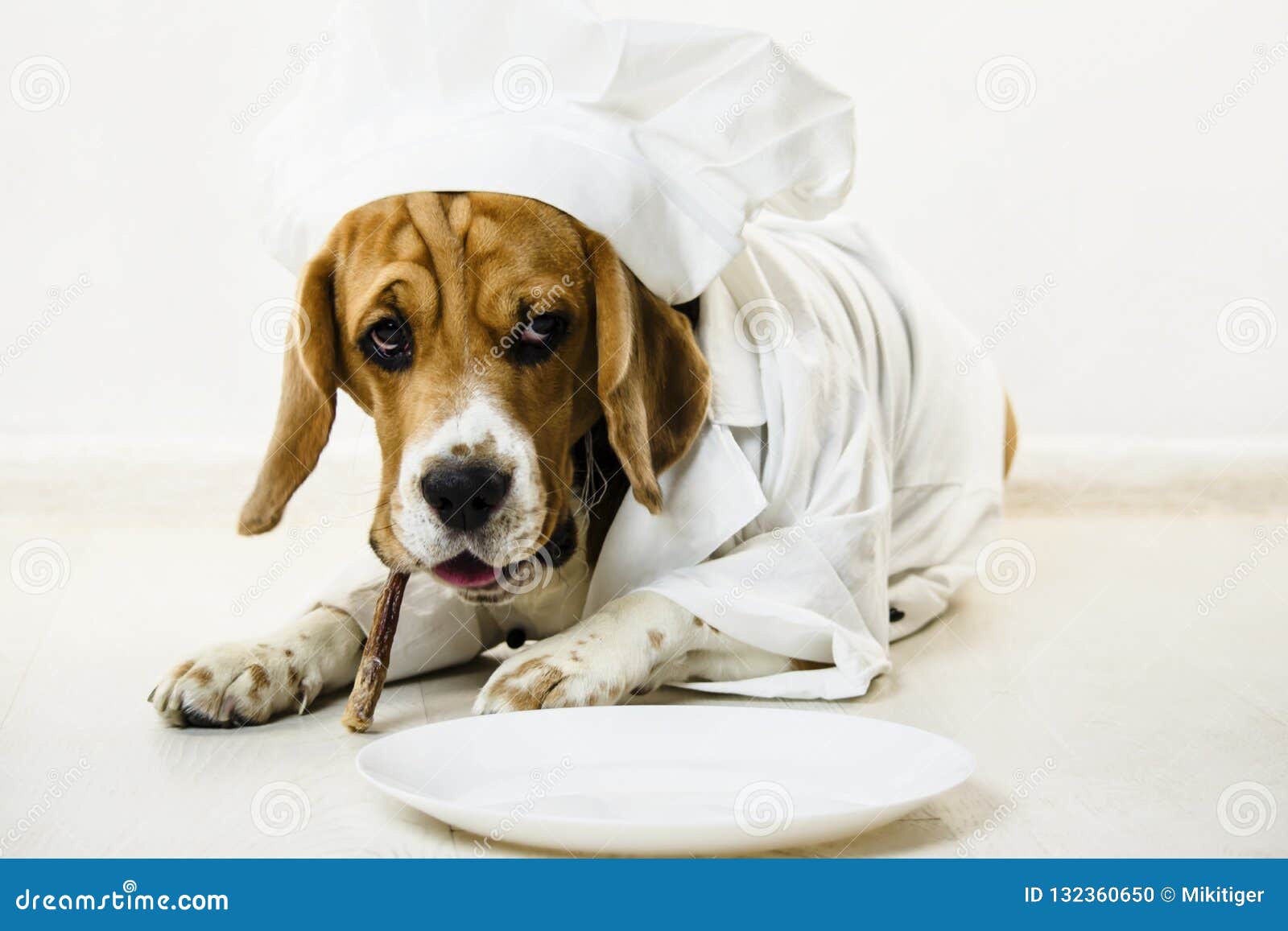 Beagle Dog in Chef`s Cap and Chef Uniform Will Cook Stock Photo - Image ...