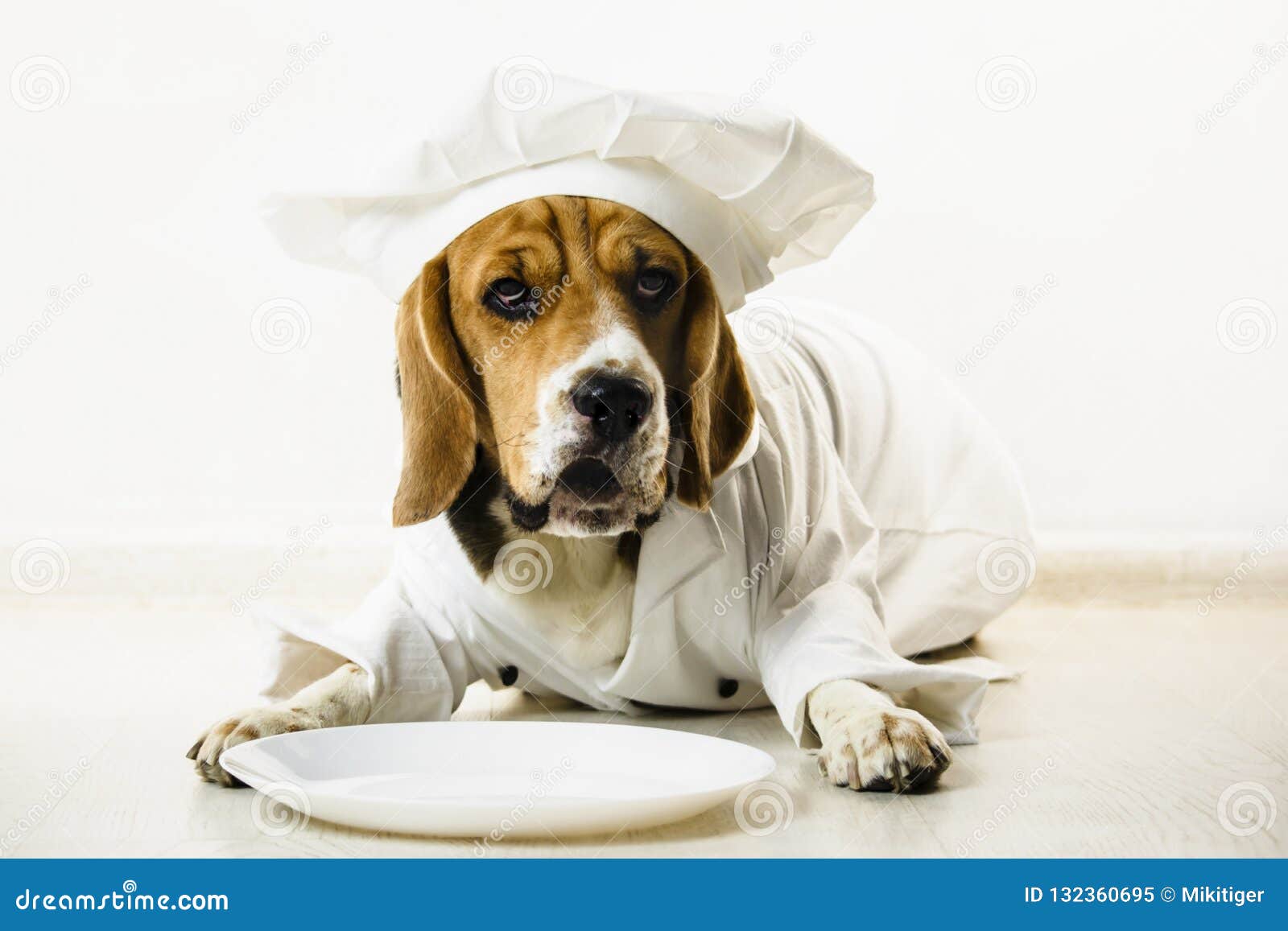 Beagle Dog in Chef`s Cap and Chef Uniform Will Cook Stock Image - Image ...
