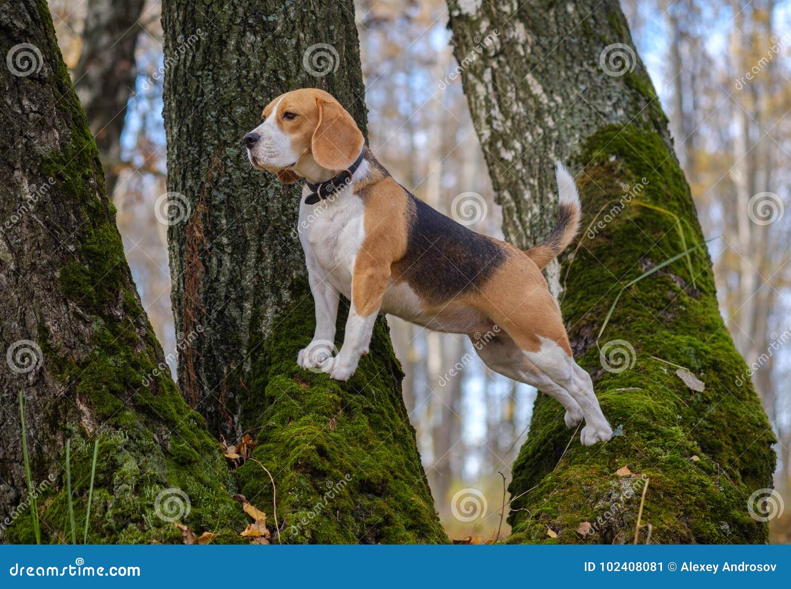 Beagle Dog Climbed the Tree in the Forest Stock Image - Image of black ...