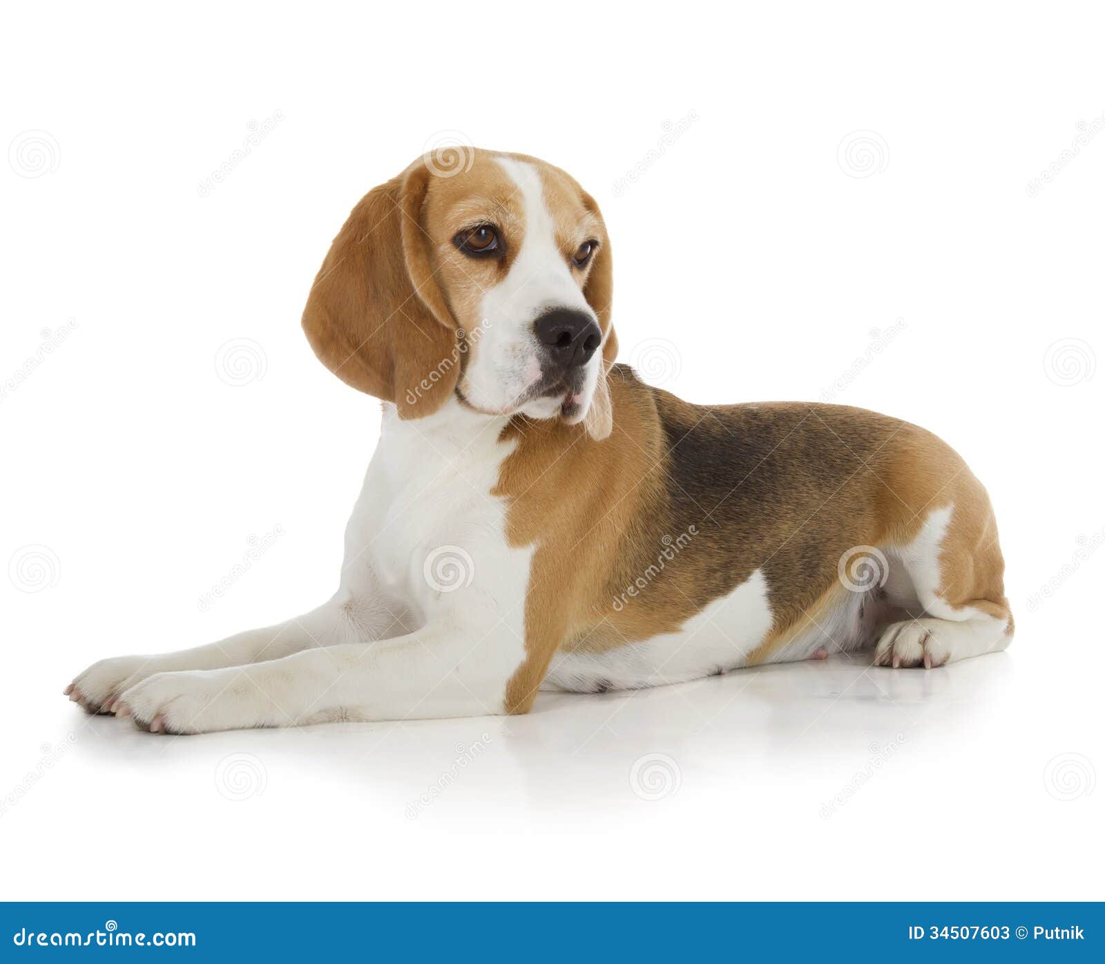 Beagle dog stock image. Image of breed, obedient, cute - 34507603