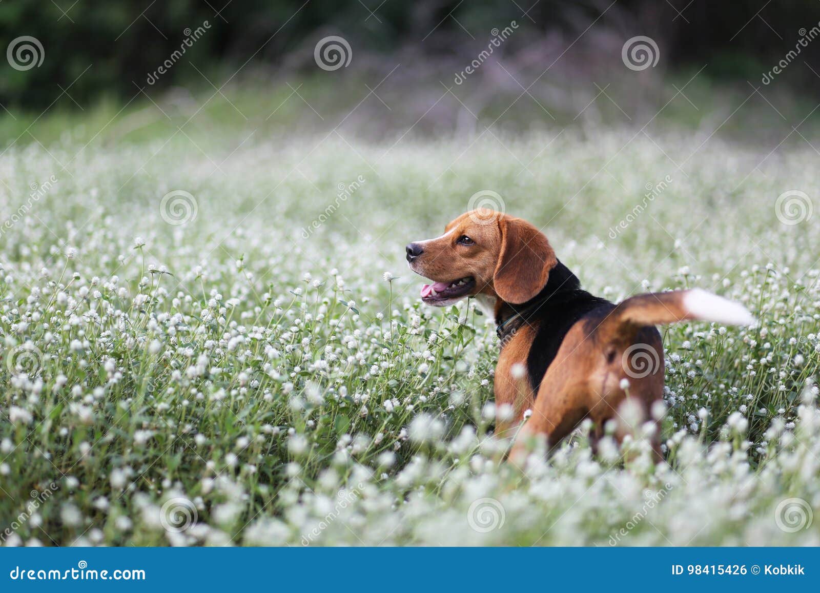 Beagle dog. stock photo. Image of grass, bokeh, canine - 98415426