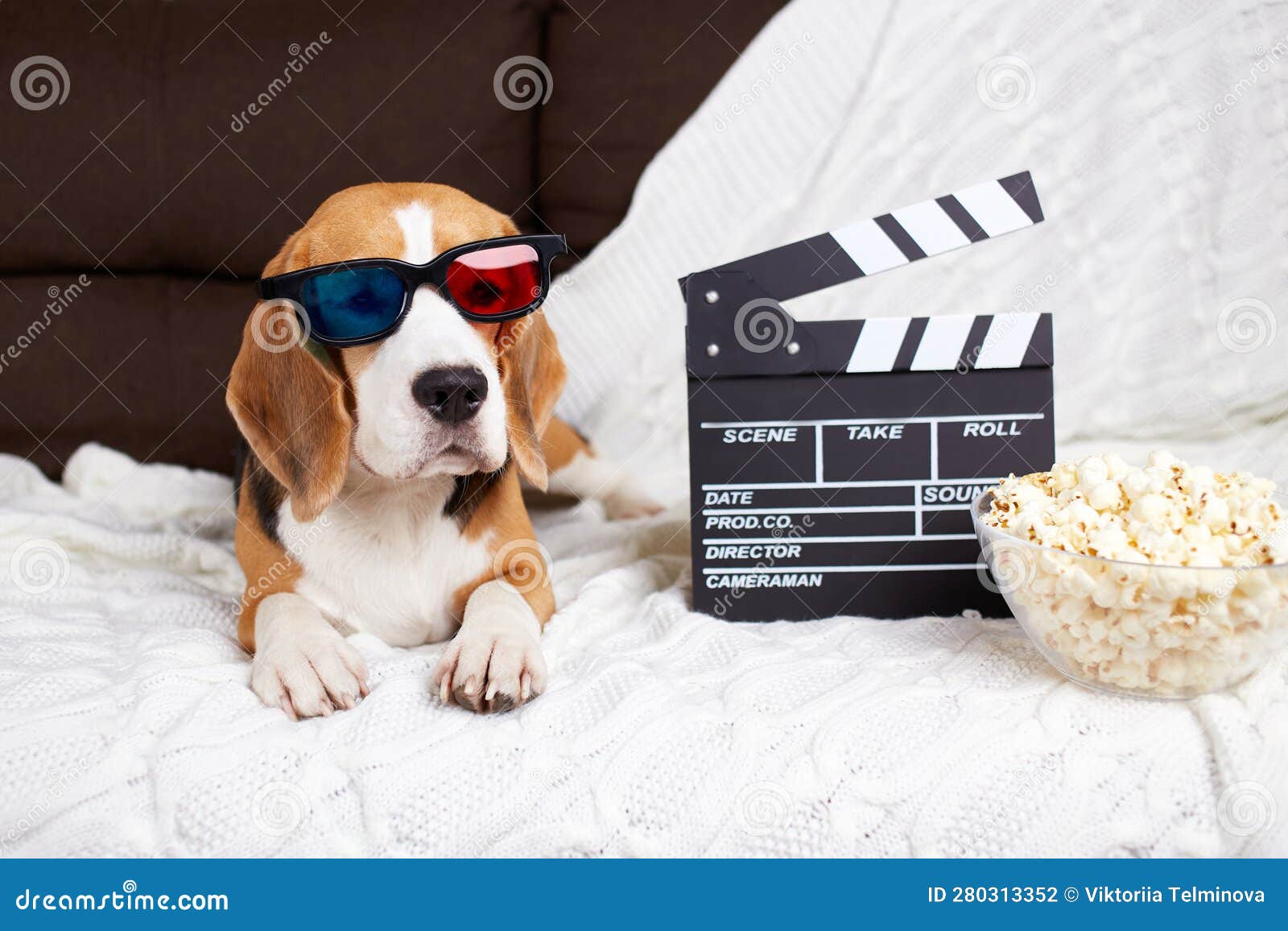 A Beagle Dog in 3d Glasses is Lying on the Sofa and Watching a Movie ...