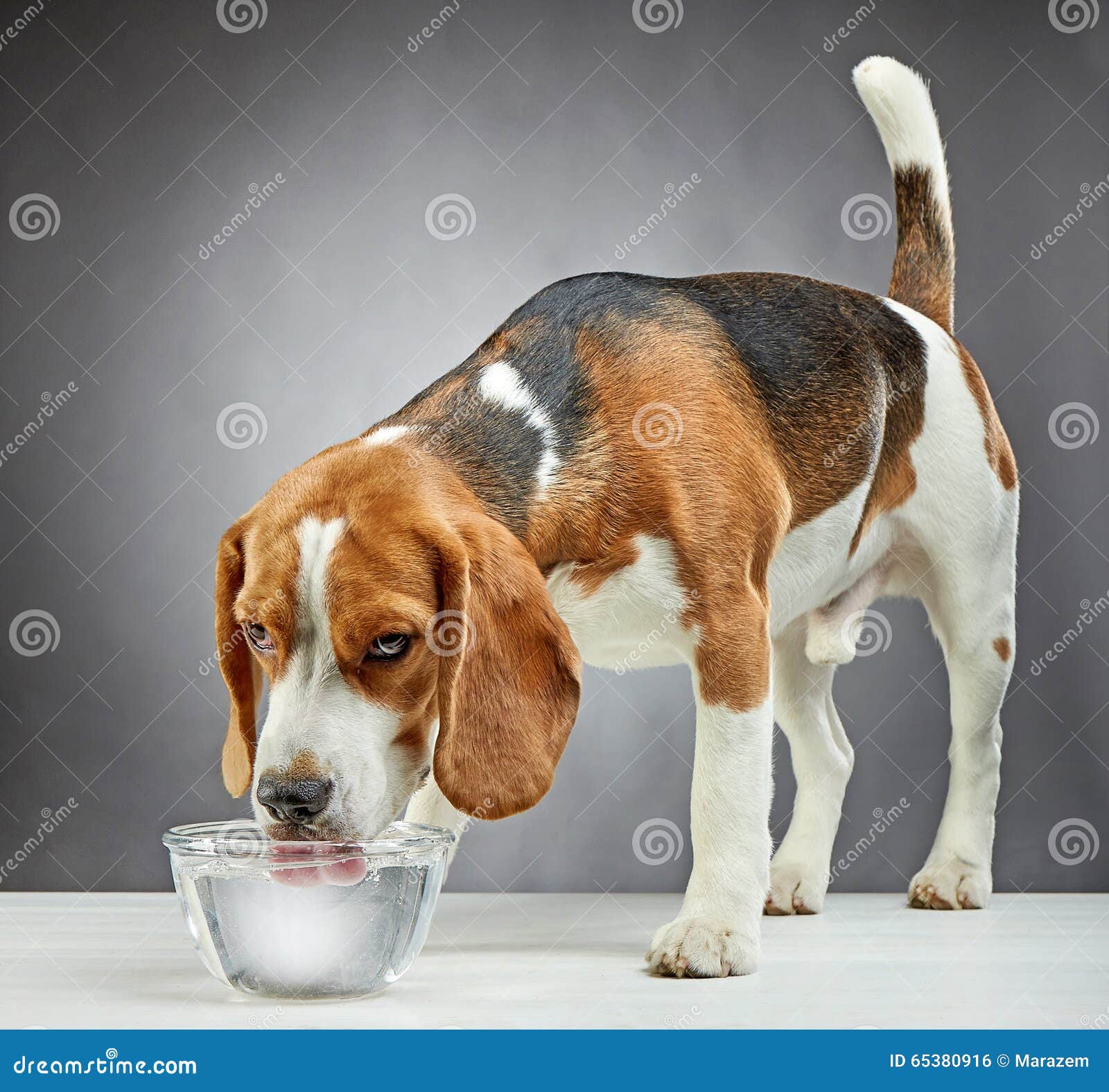 Beagle dog drinks water stock photo. Image of thirst - 65380916