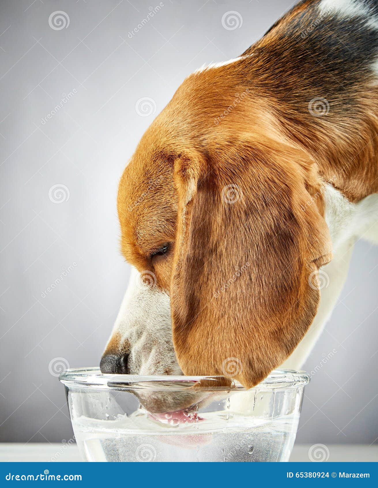 Beagle dog drinks water stock photo. Image of purebred - 65380924