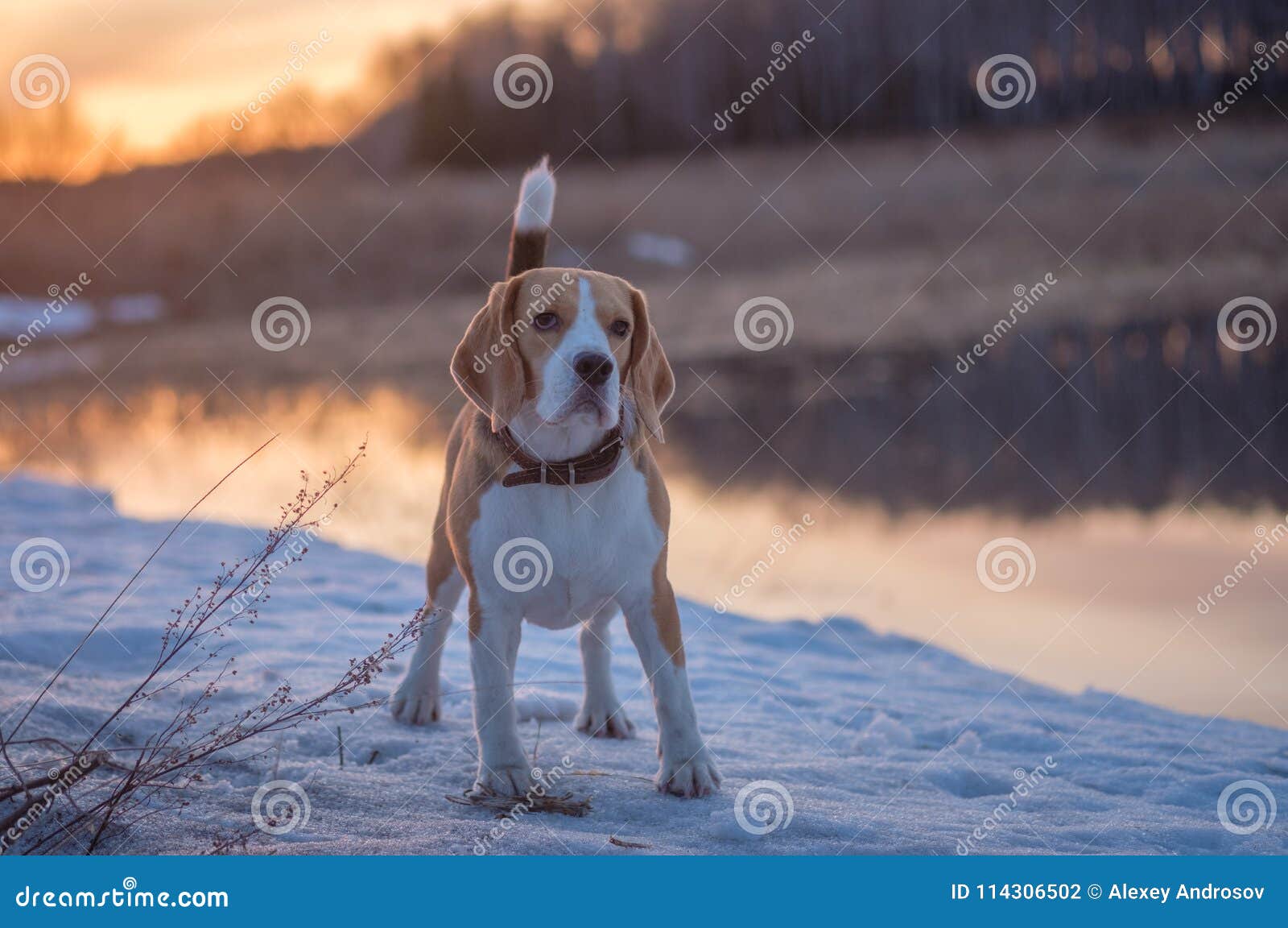 Beagle Dog during Duck Hunting Stock Photo - Image of look, animal ...