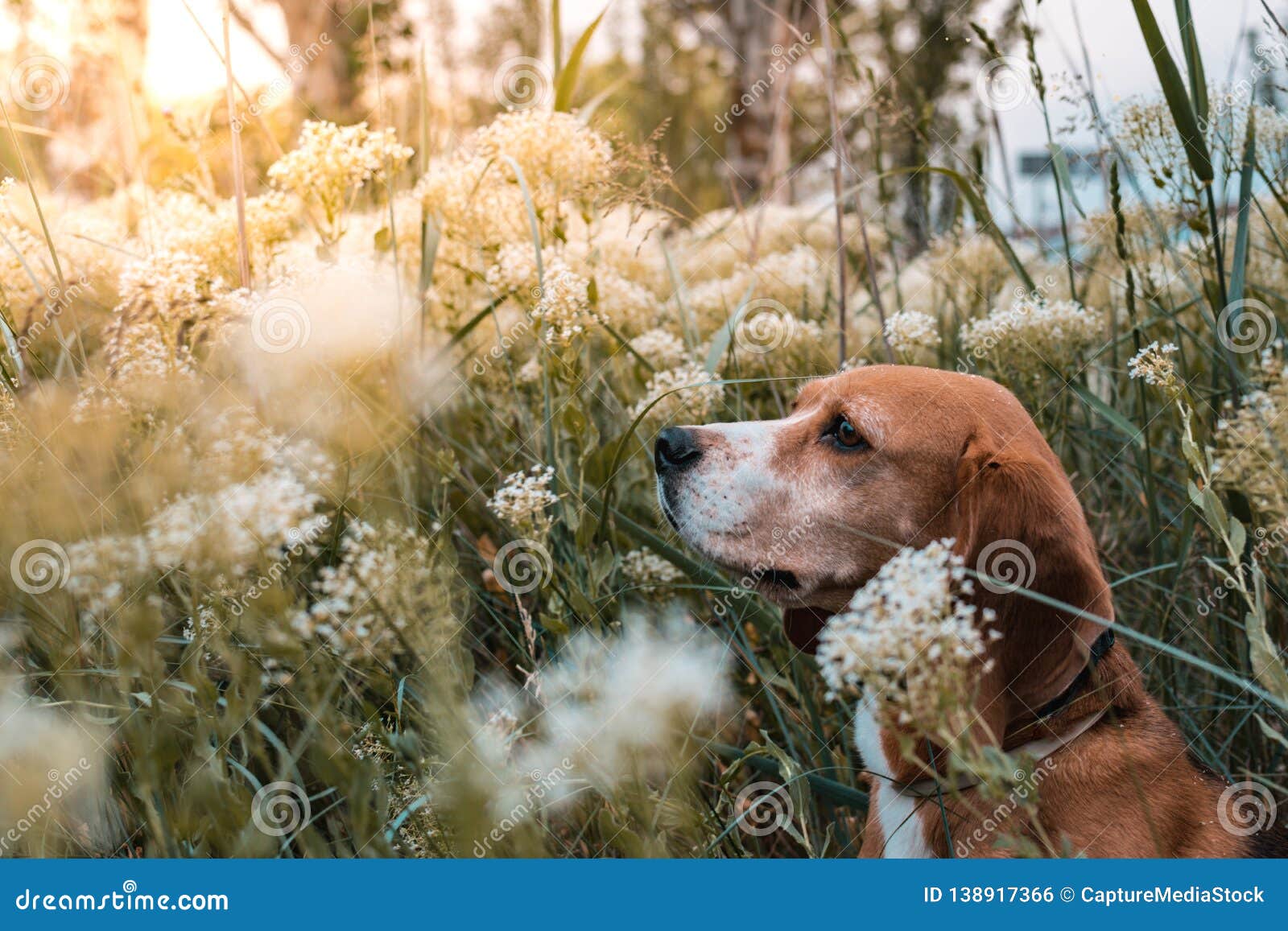 Beagle Dog in a Field of Spring White Flowers Stock Photo - Image of ...