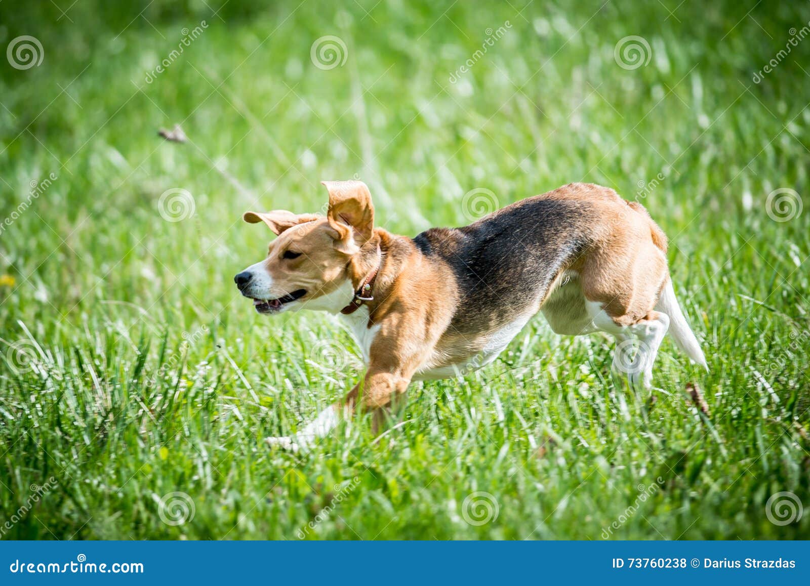 Beagle Dog Funny Expression Stock Photo - Image of expression ...