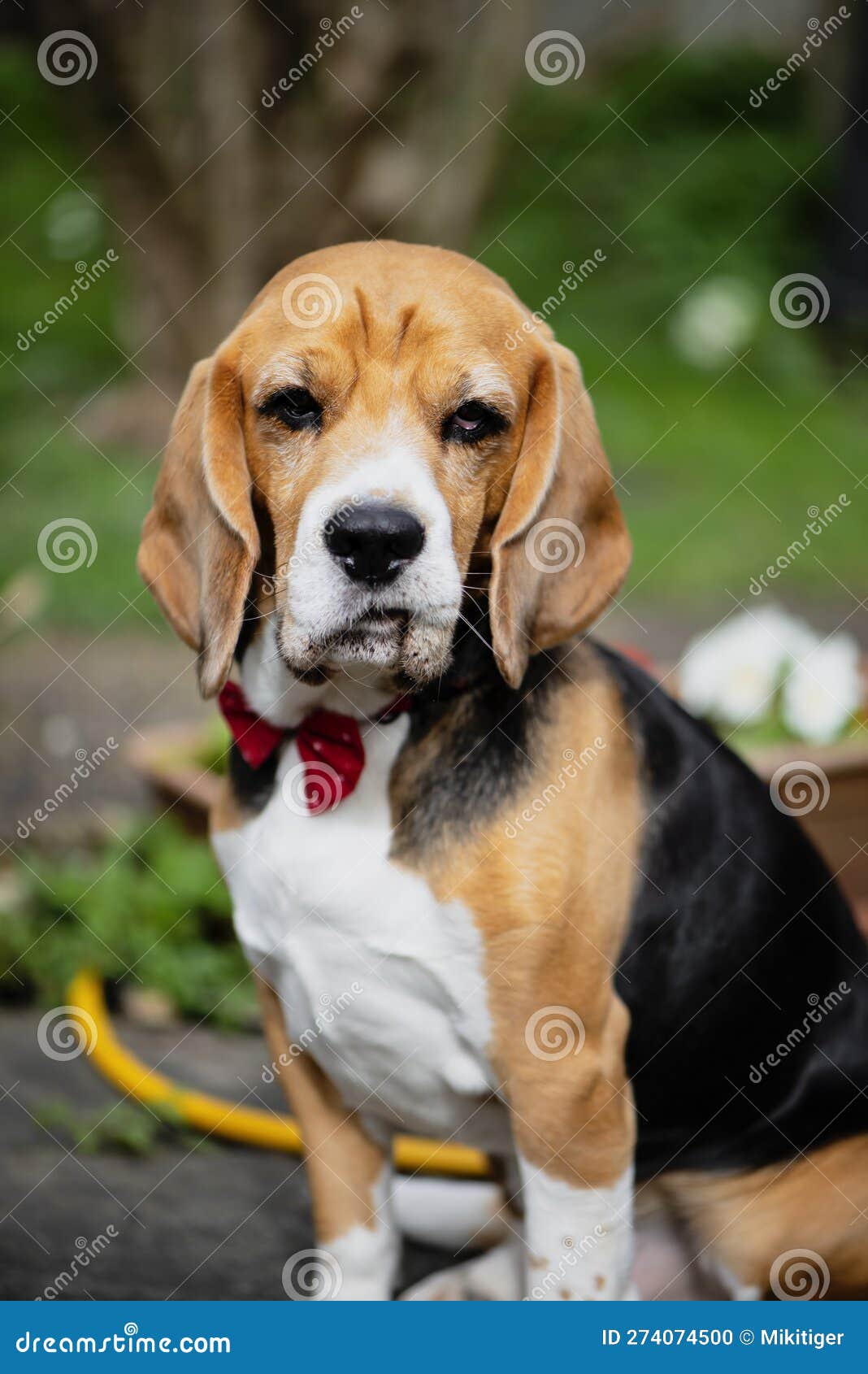 Beagle Dog with Funny Face Sits in the Garden Stock Photo - Image of ...