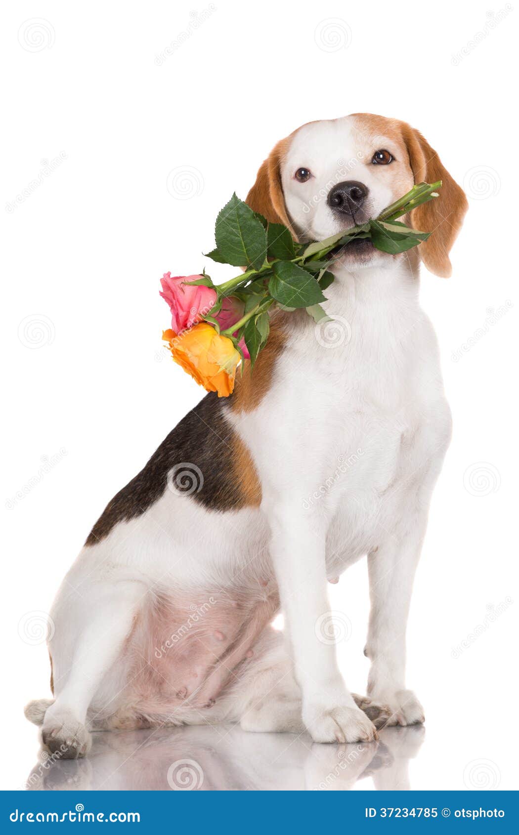 Beagle dog holding a rose stock image. Image of cute - 37234785