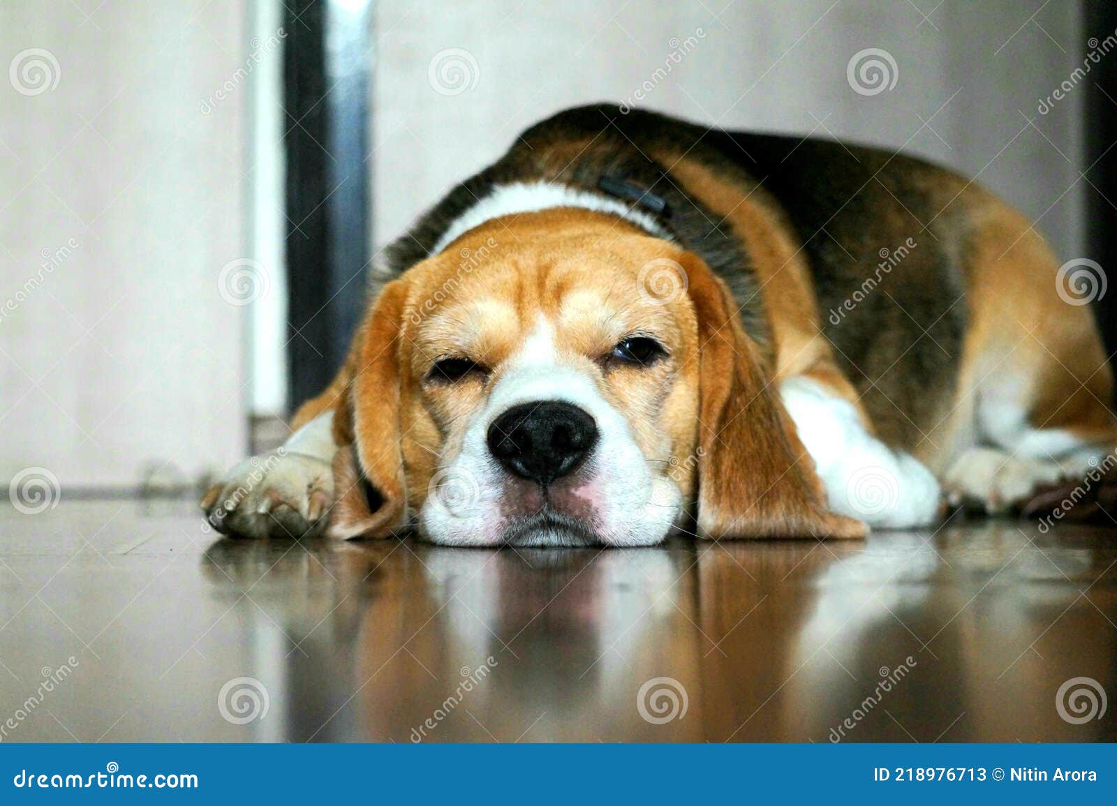 Beagle dog home love stock image. Image of beagle, love - 218976713