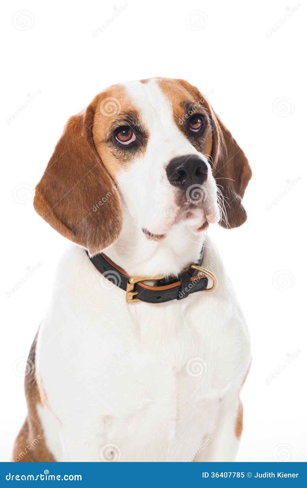 Beagle dog stock image. Image of portrait, sitting, rude - 36407785