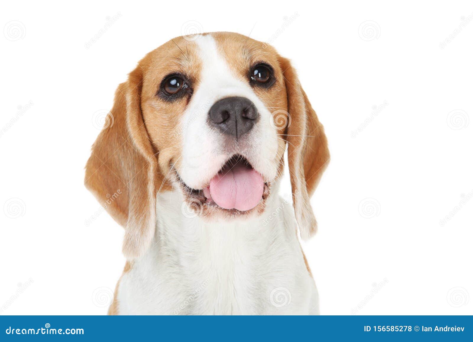 Beagle dog stock photo. Image of pedigree, beautiful - 156585278